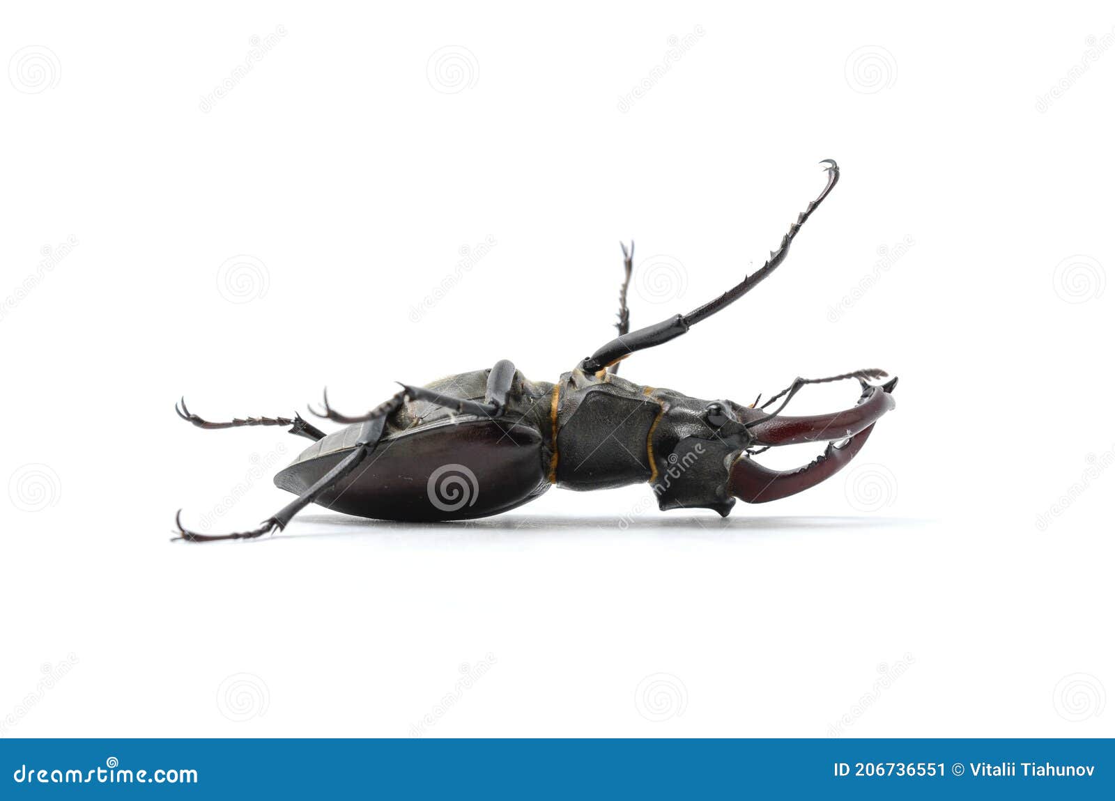 Beetle on Its Back, Stag Beetle Stock Image - Image of rare ...