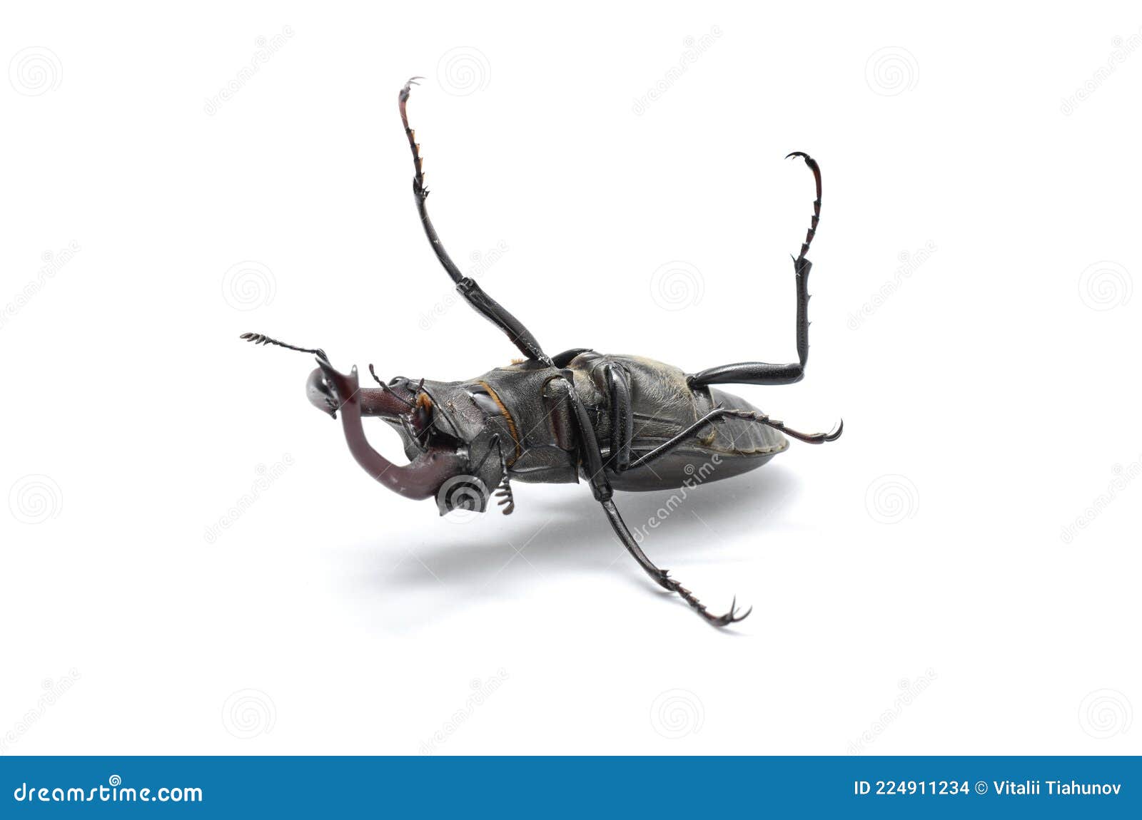 Beetle on Its Back, Stag Beetle Stock Photo - Image of close, insect ...