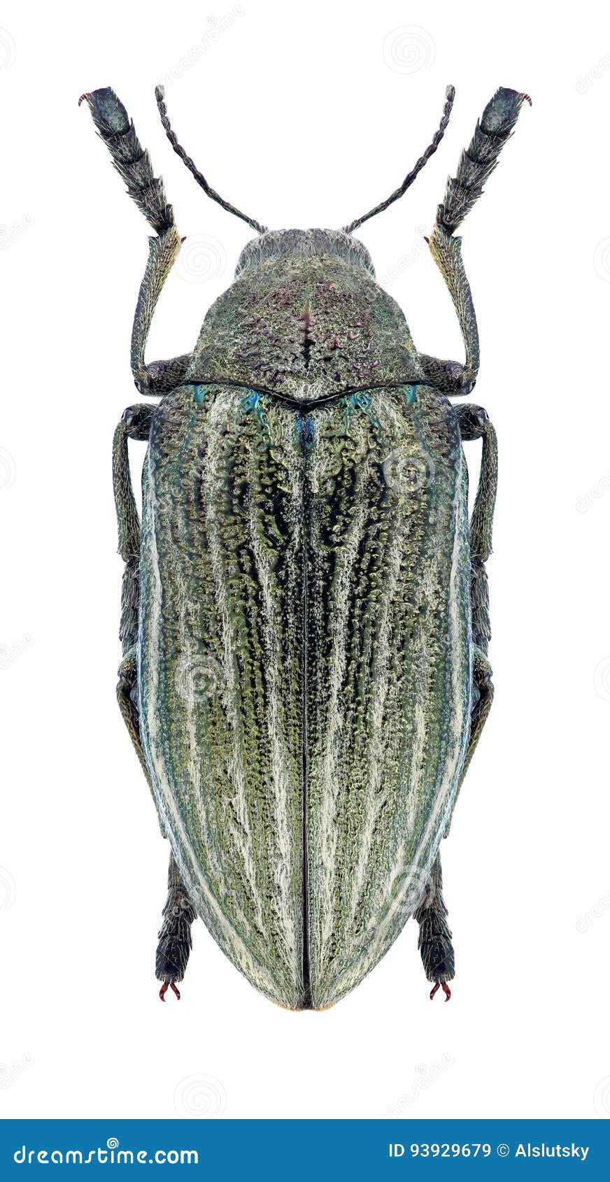Beetle Julodis Andreae Andreae Stock Image - Image of isolated ...