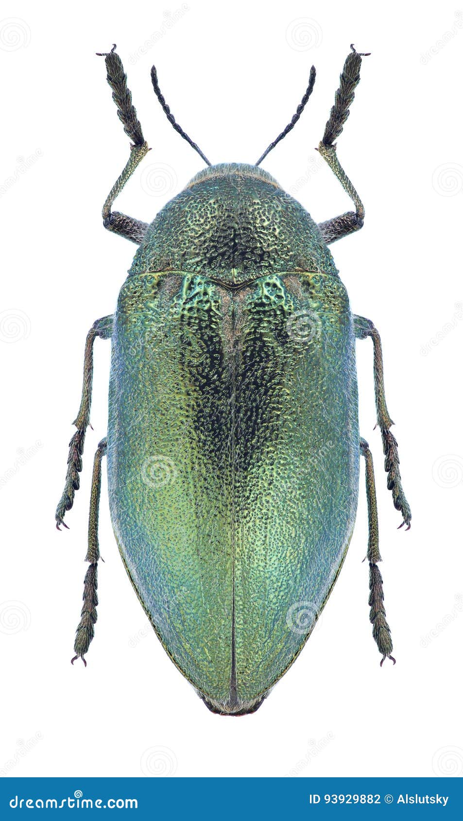 Beetle Julodis Marmottani Alluaudi Stock Photo - Image of julodis ...