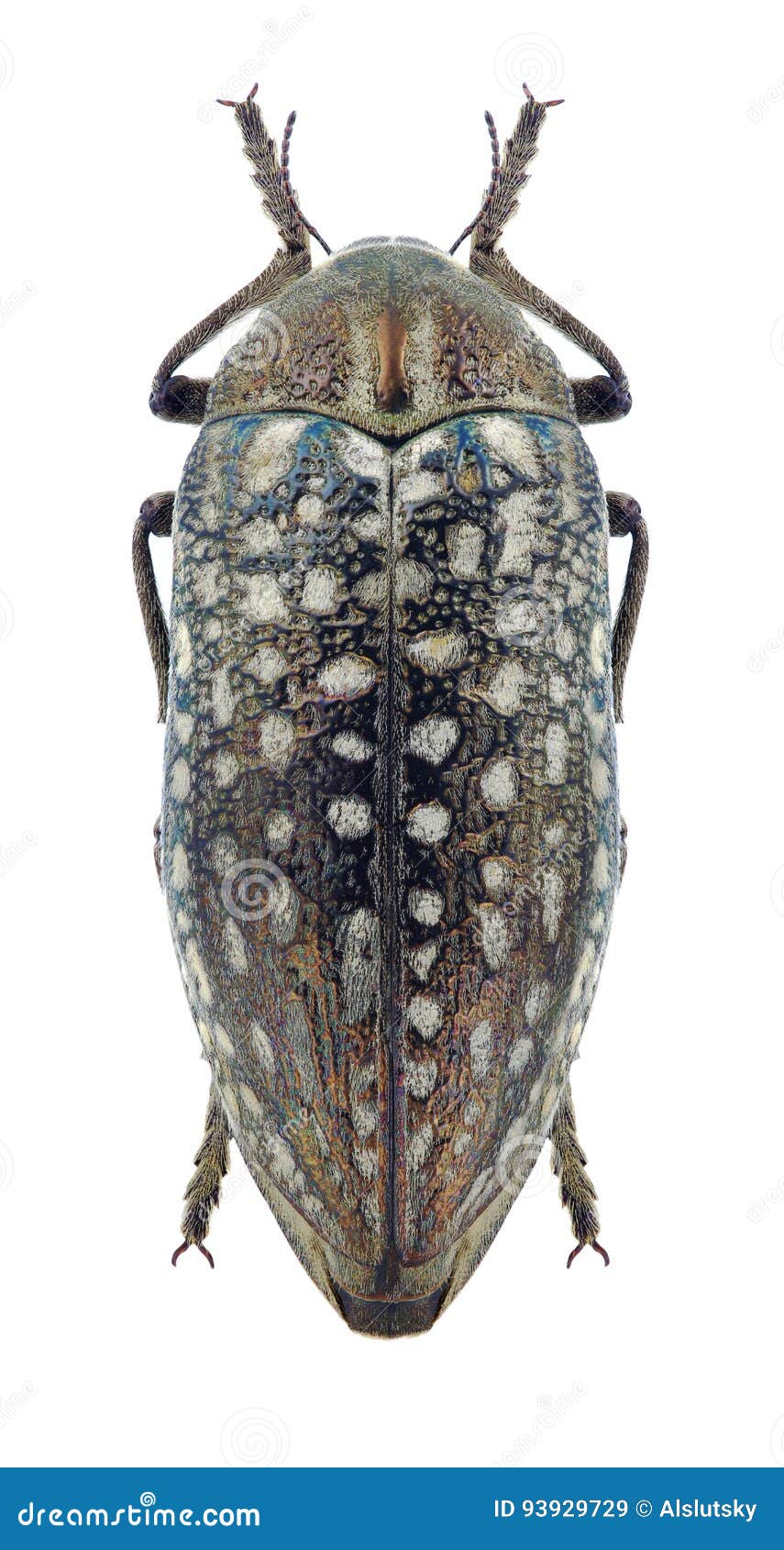 Beetle Julodis Variolaris Bucharica Stock Image - Image of insect ...