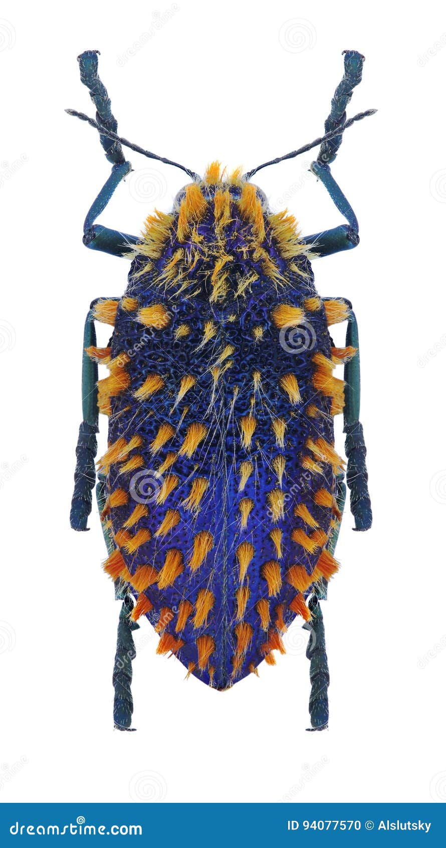 Beetle Julodis viridipes stock photo. Image of wildlife - 94077570