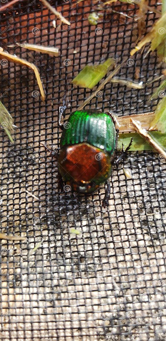 Beetle June Bug Bugs Florida Stock Photo - Image of florida, wildlife ...