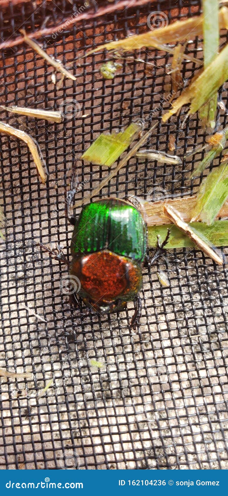 Beetle junebug bug stock photo. Image of green, beetle - 162104236