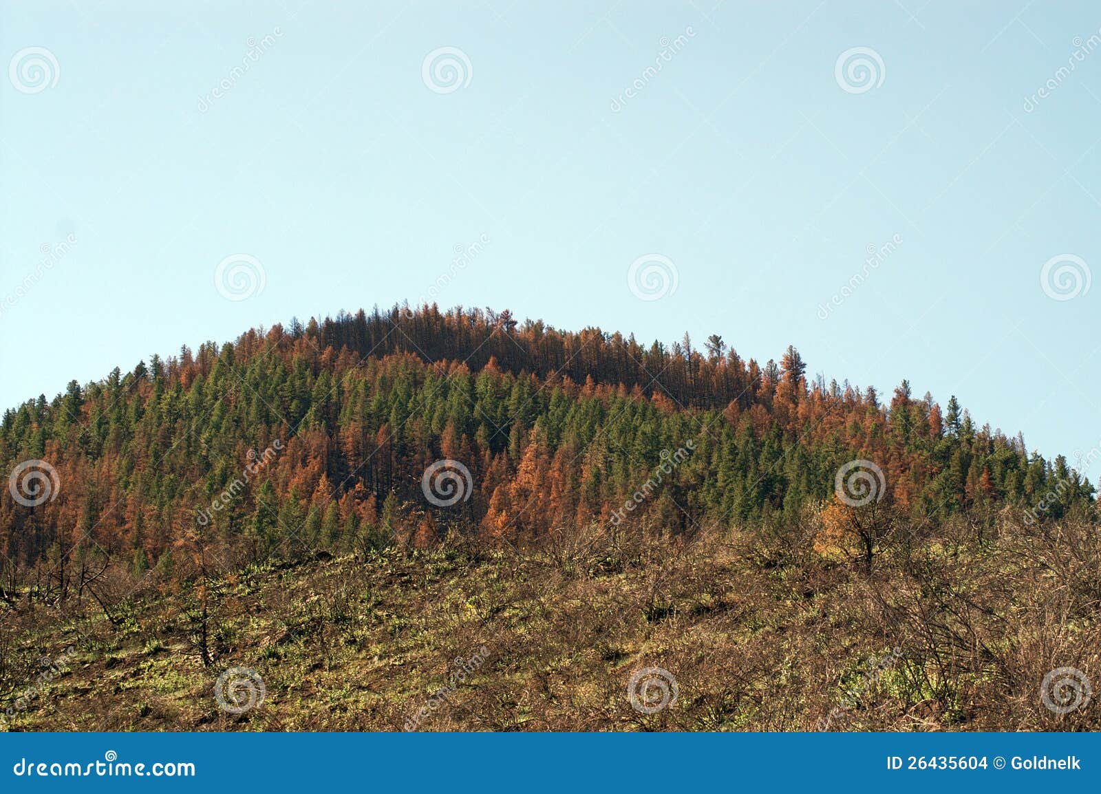 Beetle kill forest stock photo. Image of death, forest - 26435604