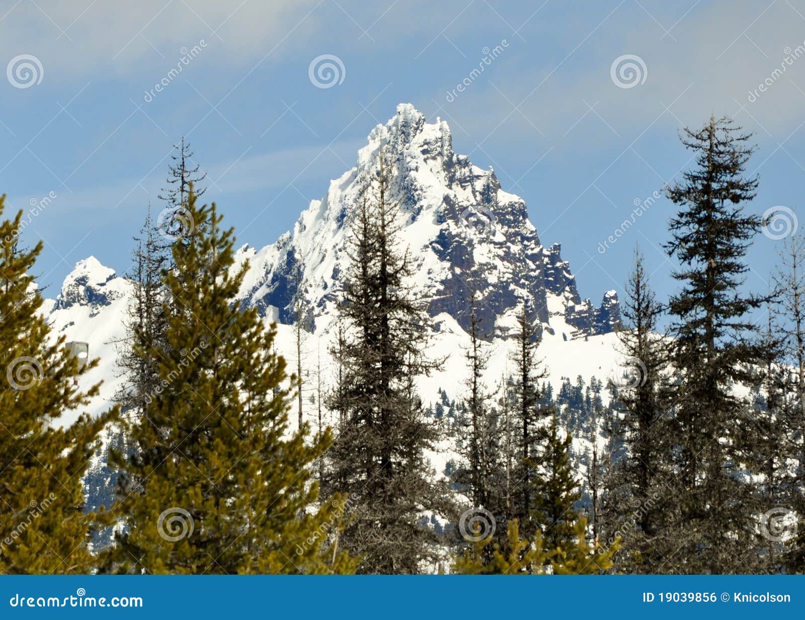 Beetle Kill Forest in Cascades Stock Photo - Image of logs, harvested ...
