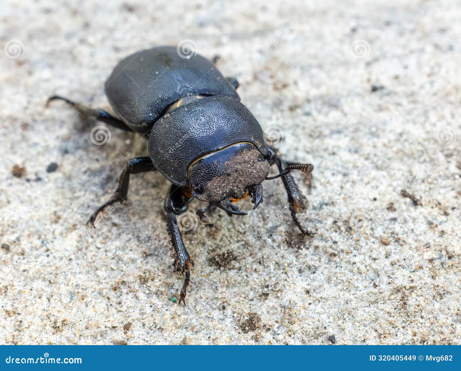Beetle Known As Dorcus Parallelipipedus. Top View. Stock Image - Image ...