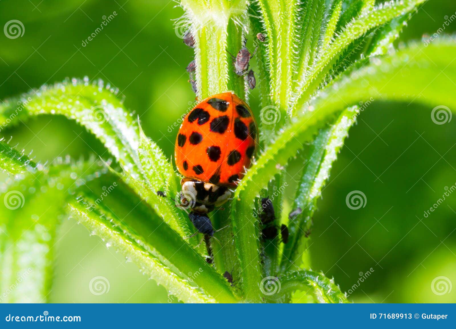 Beetle ladybug eats aphids stock image. Image of vermin - 71689913