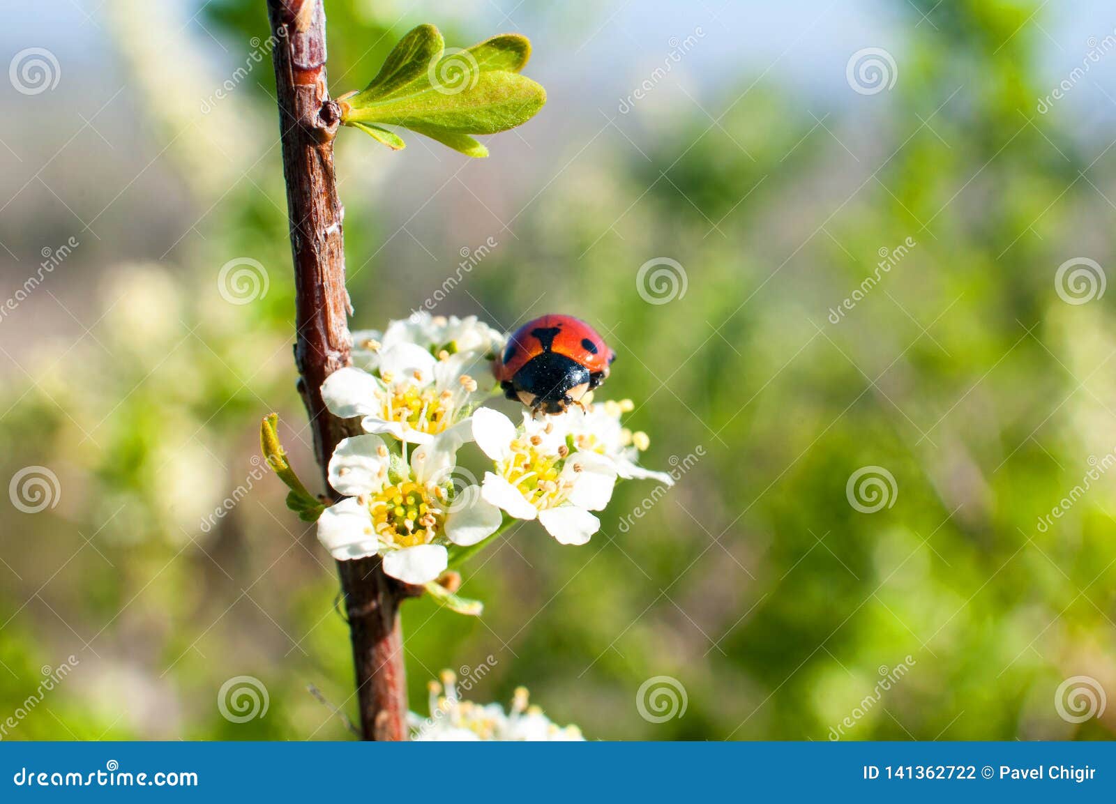 Beetle - Ladybird on the White Spring Flower Stock Photo - Image of ...