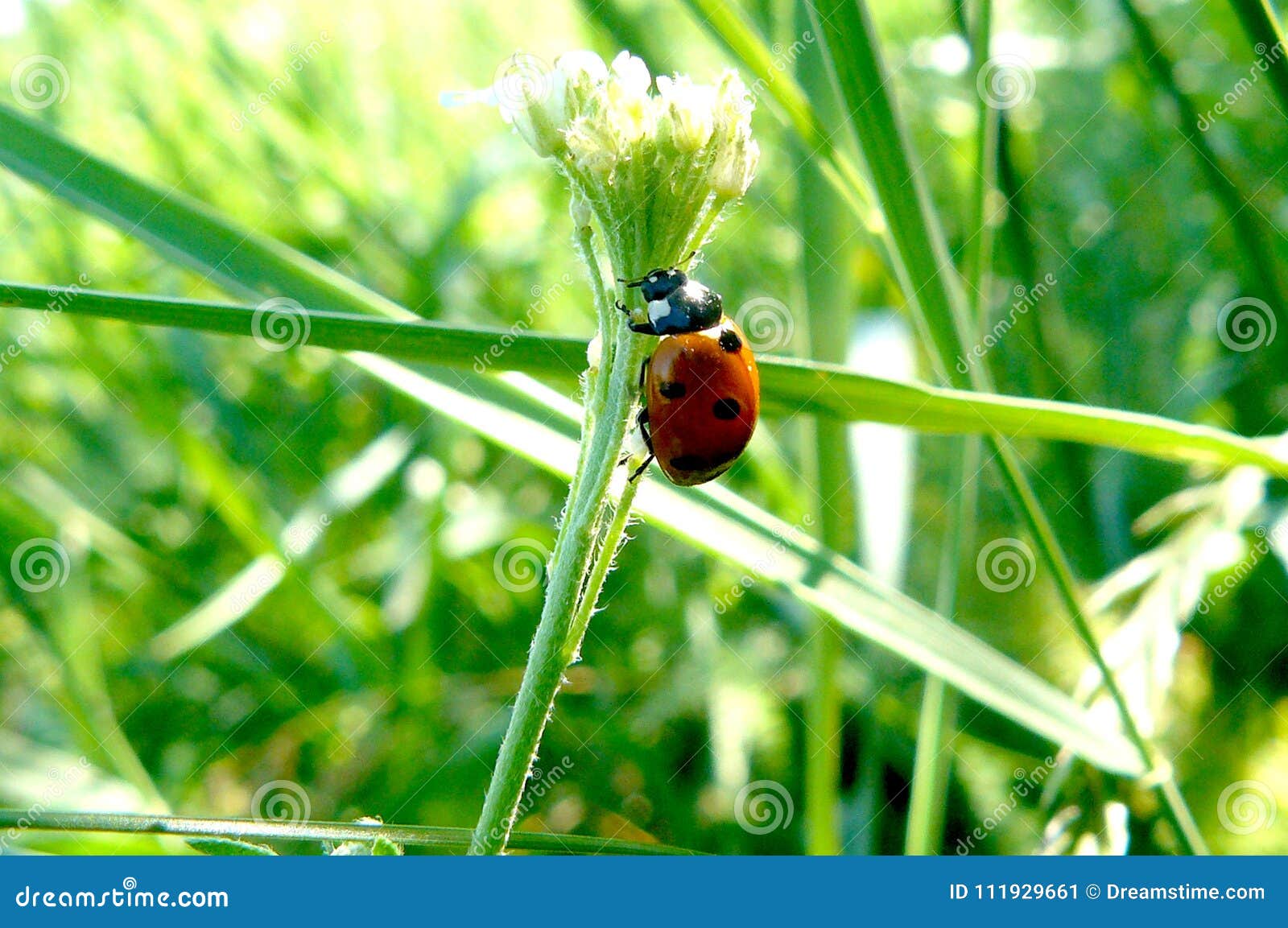 Beetle - Ladybug stock image. Image of flower, yellow - 111929661