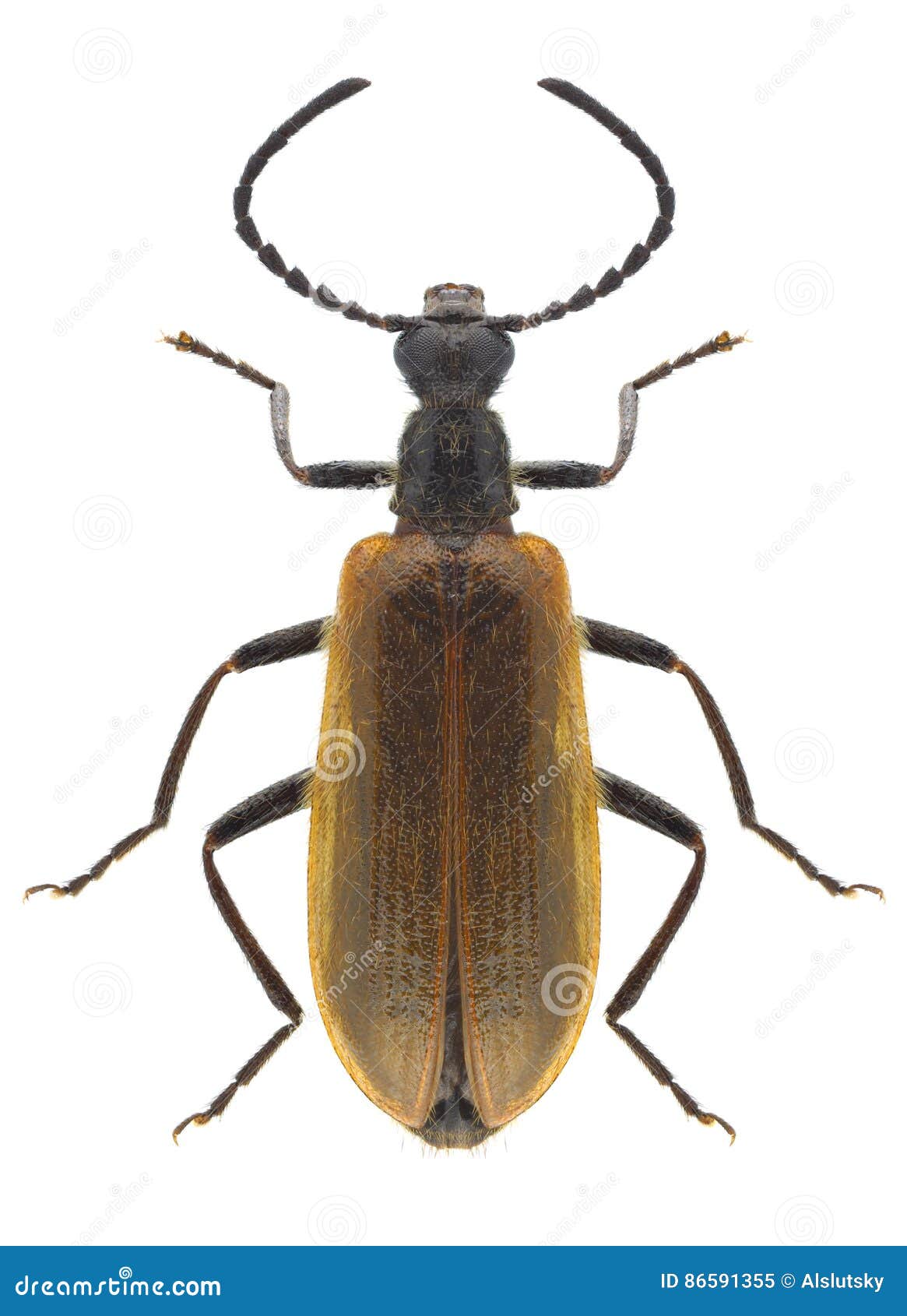 Beetle Lagria hirta stock image. Image of bright, isolated - 86591355