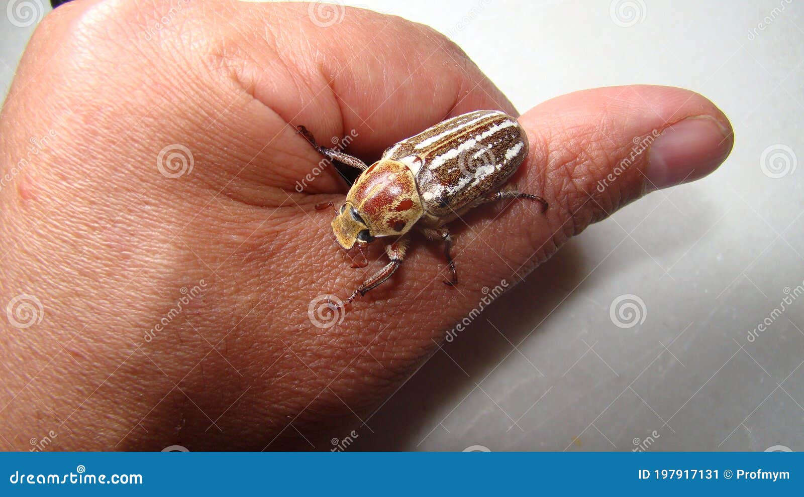 Beetle. Large Beetle on the Hand on White Background. Close Up the ...