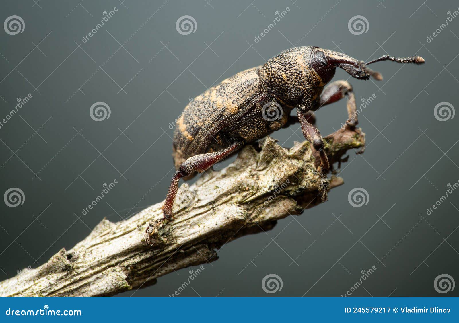 Beetle Large pine weevil stock image. Image of animal - 245579217