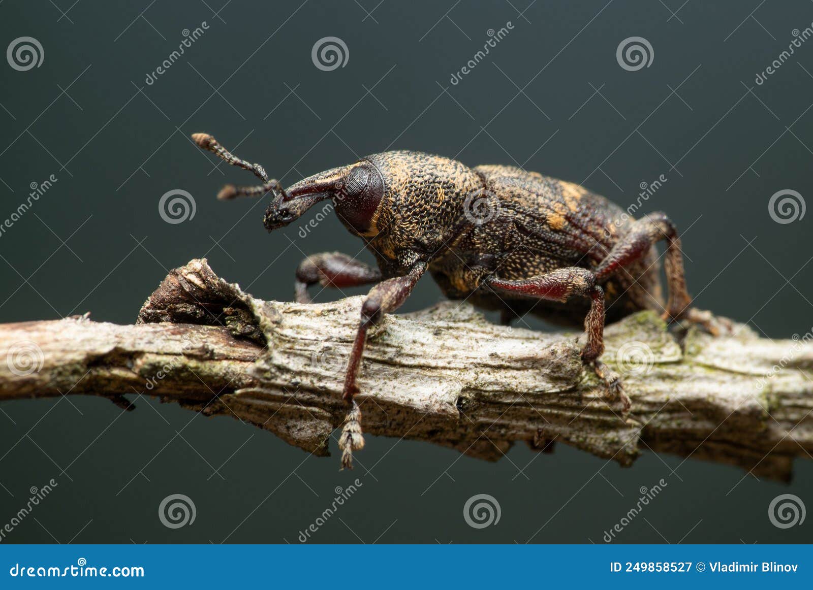 Beetle Large pine weevil stock image. Image of spotted - 249858527