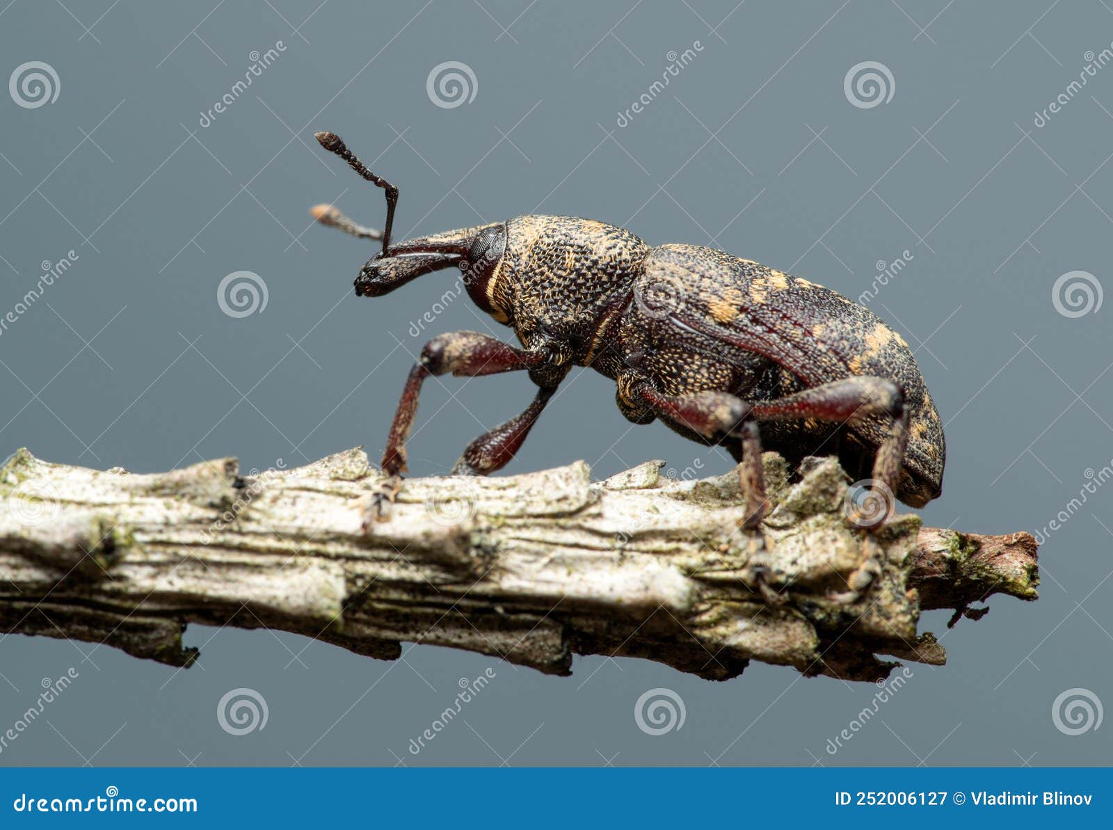 Beetle Large pine weevil stock image. Image of pest - 252006127