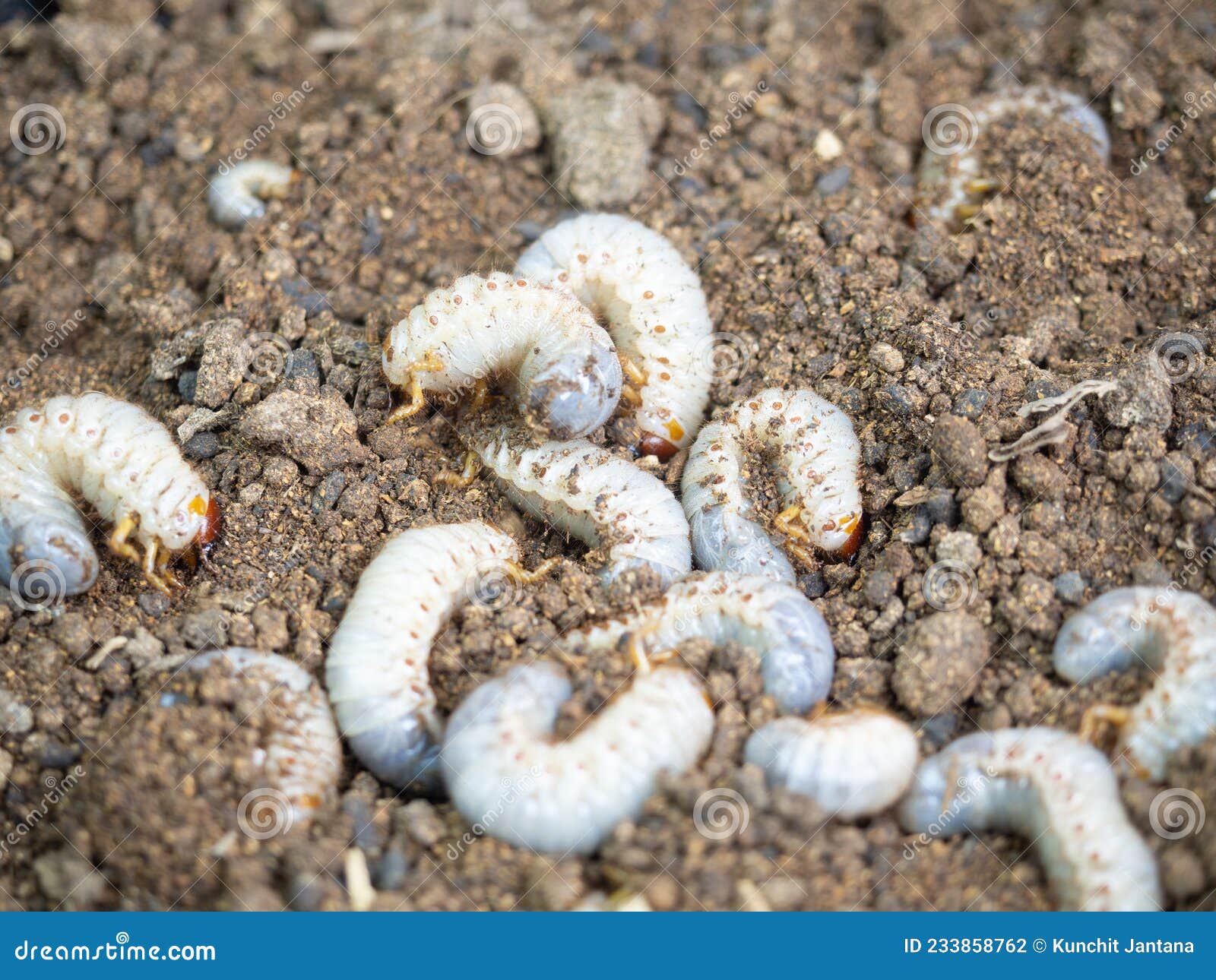 Beetle Larva Diloboderus Abderus Stock Photo - Image of maggot, pest ...
