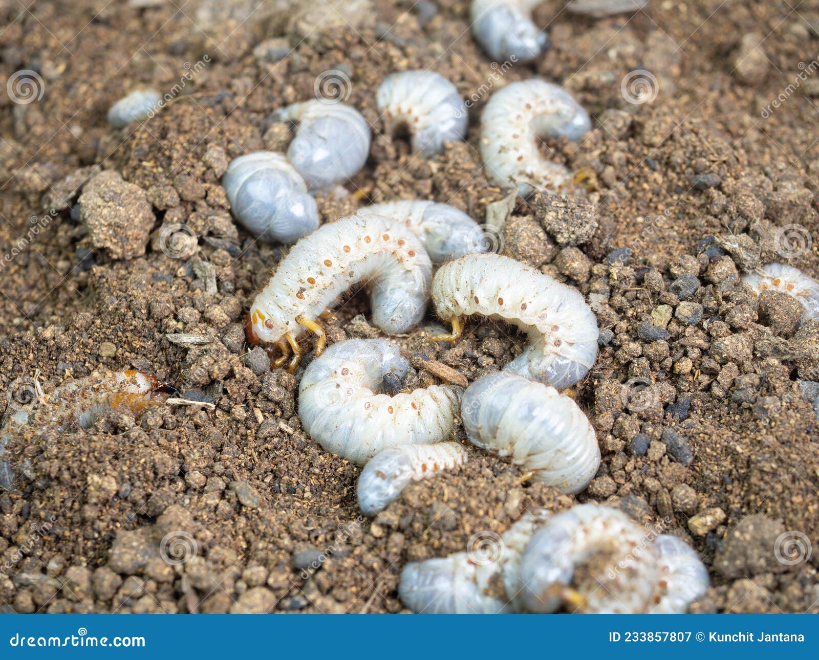 Beetle Larva Diloboderus Abderus Stock Image - Image of ground, maggot: 233857807