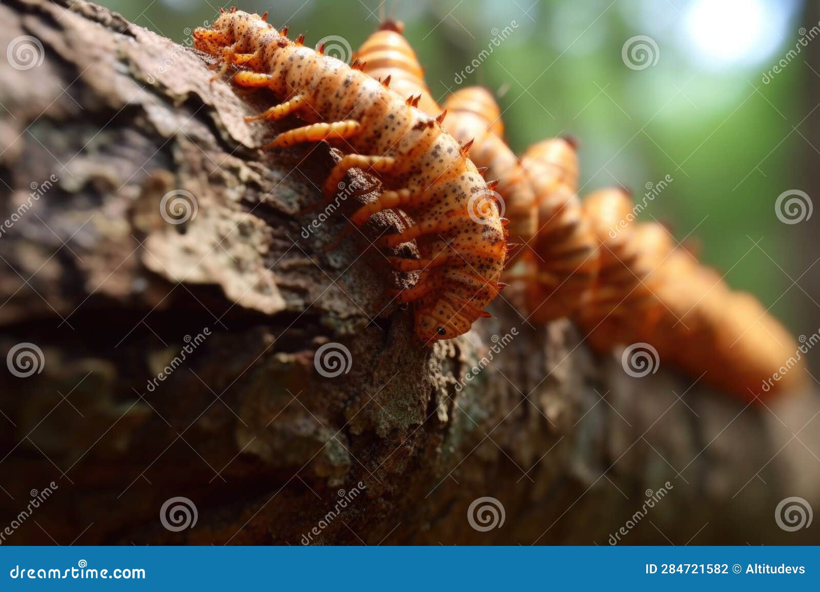 Beetle Larvae Tunnels On A Wooden Surface Stock Photo | CartoonDealer ...