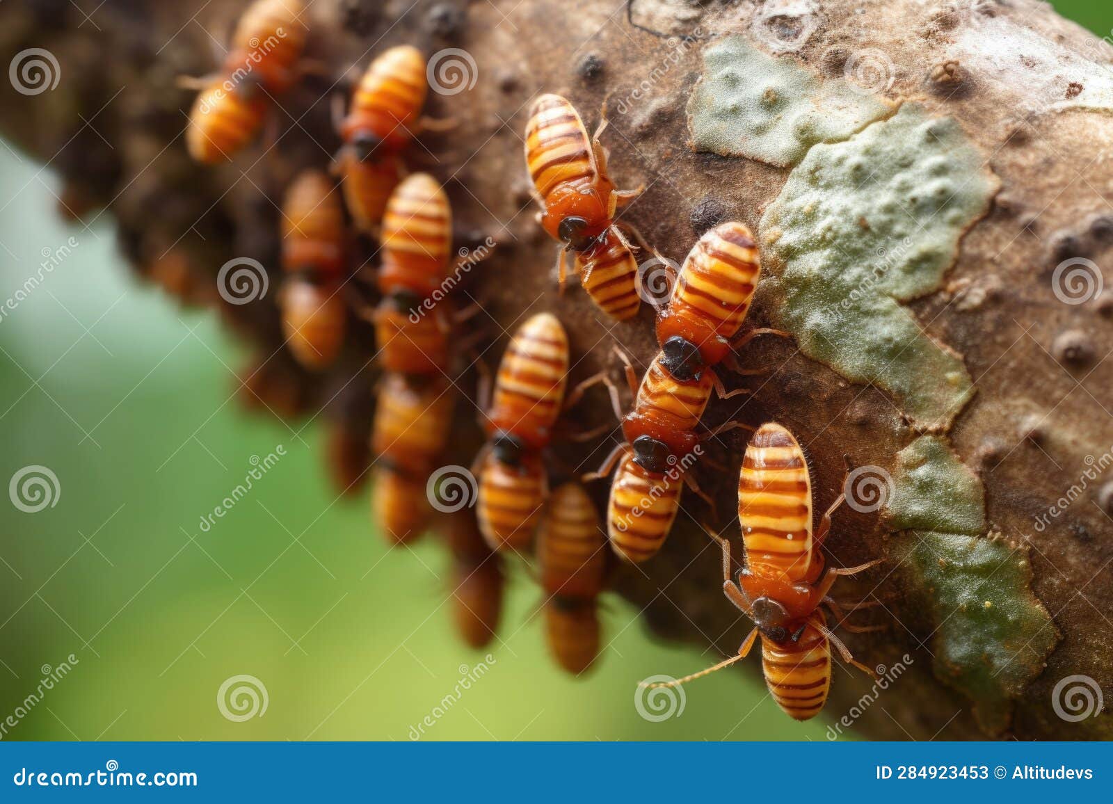 Beetle Larvae Crawling on Tree Stock Illustration - Illustration of ...