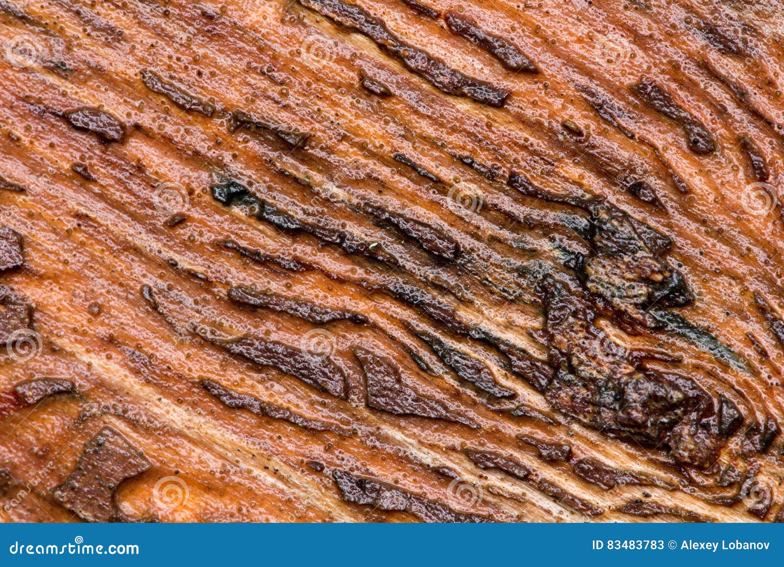 Beetle larvae spoiled tree stock image. Image of brown - 83483783