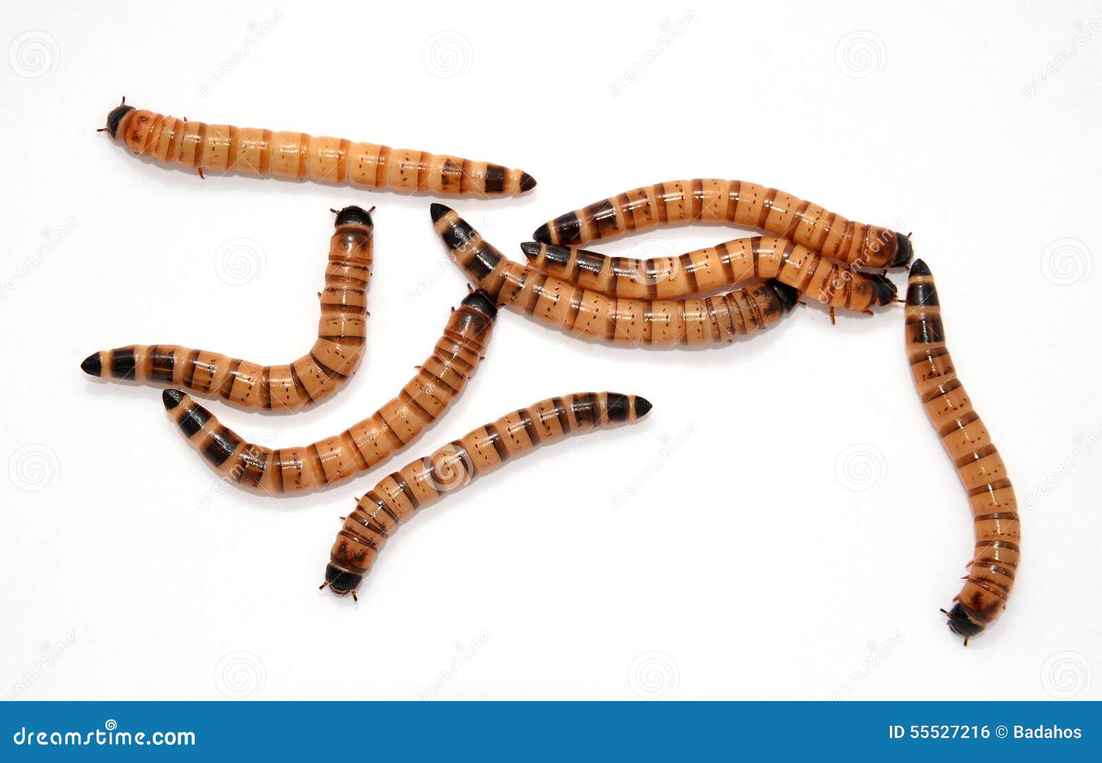 Superworm Beetle. Royalty-Free Stock Photo | CartoonDealer.com #53248287