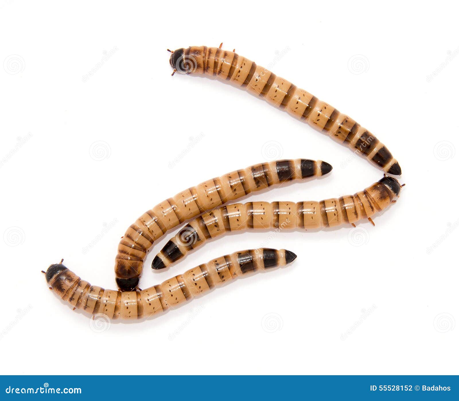 Superworm Beetle. Royalty-Free Stock Photo | CartoonDealer.com #53248287