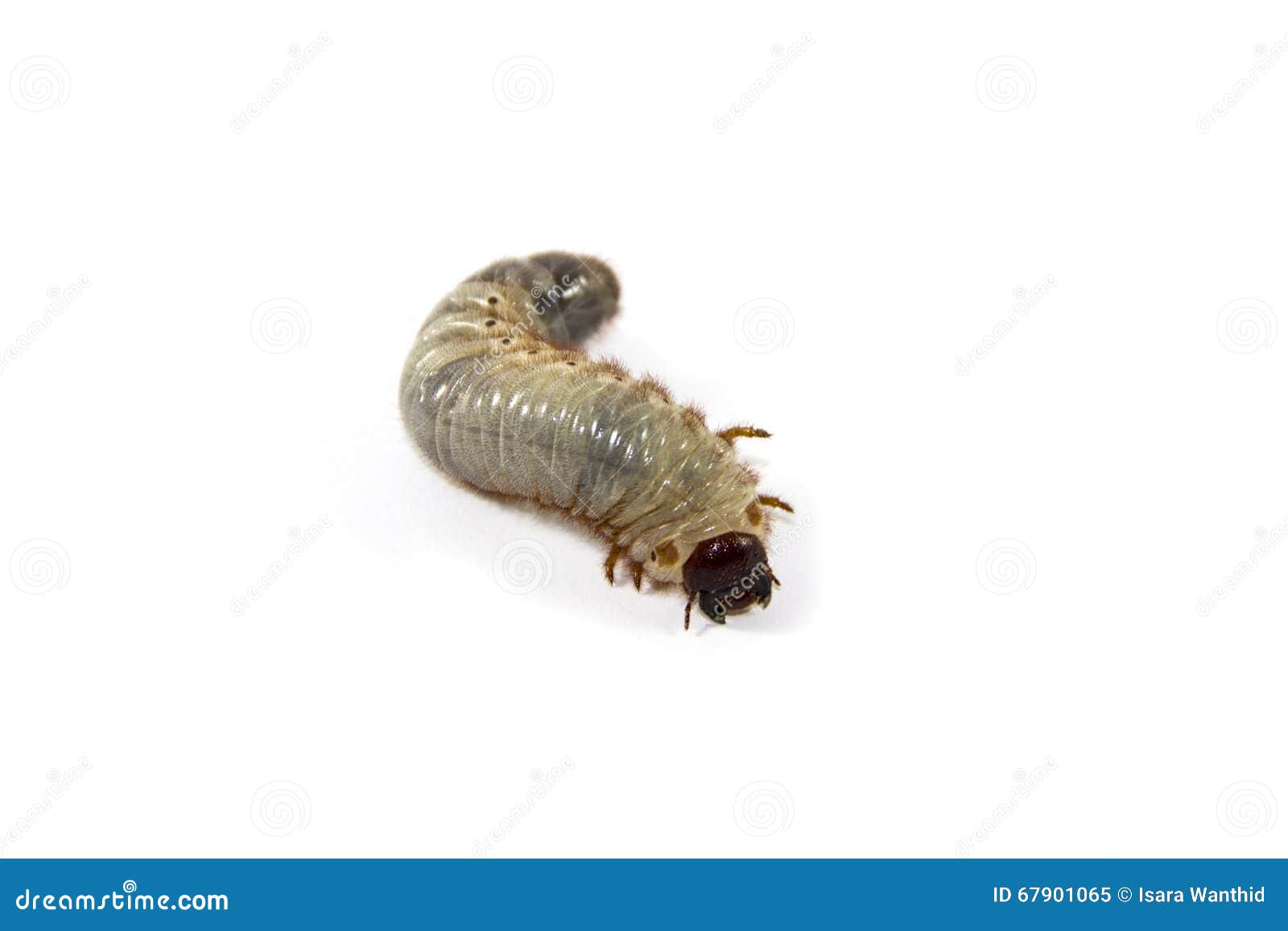 Royalty Free Images, Cartoons, Illustrations And Photos Designed By ...