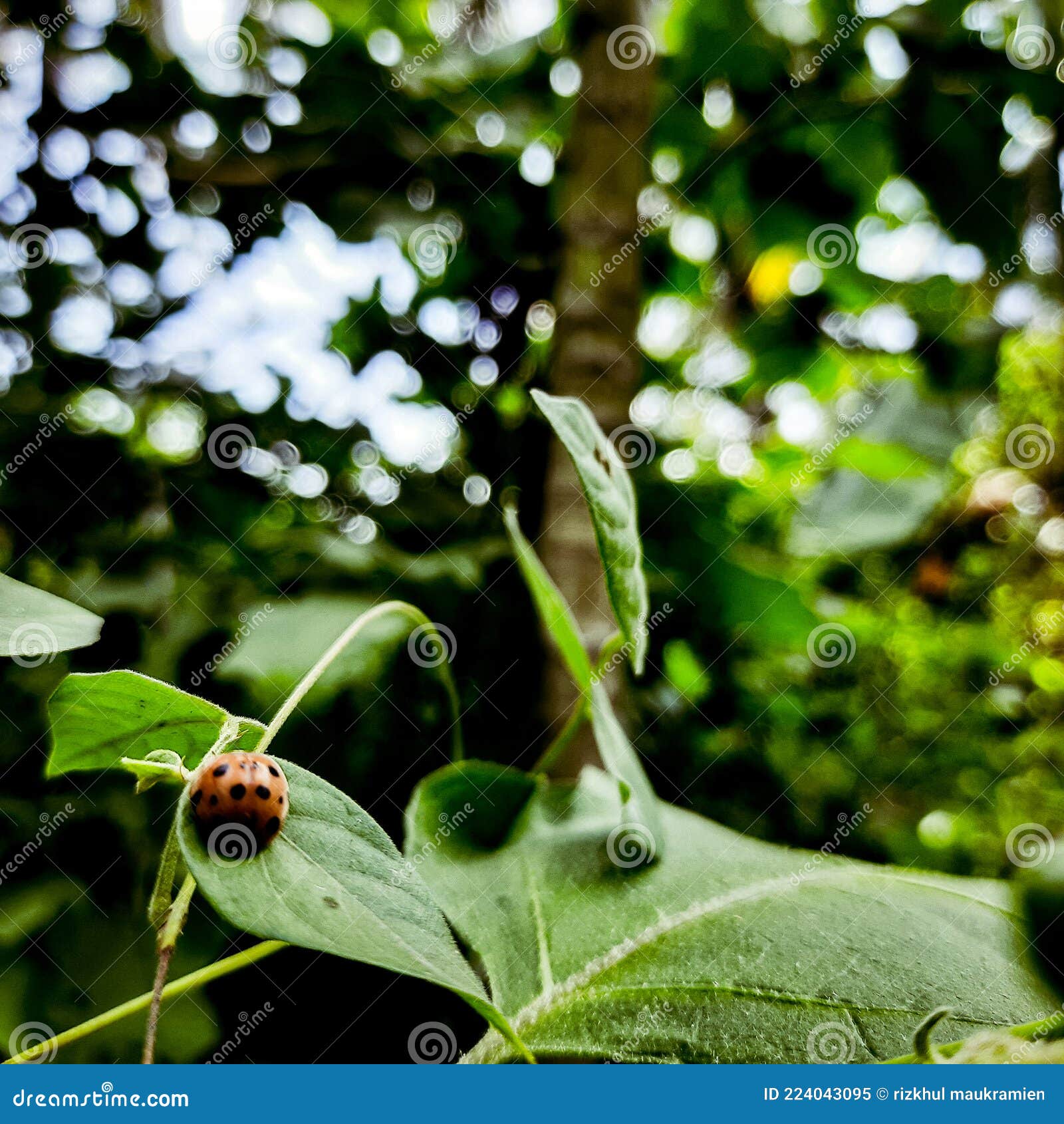 Beetle on the leaf stock image. Image of leaf, tree - 224043095