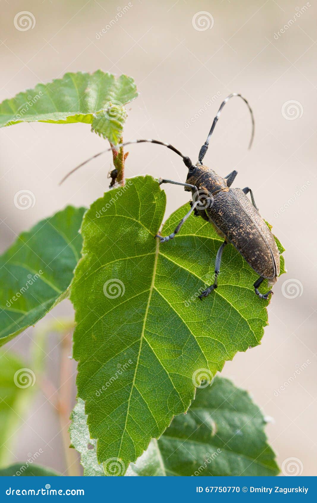 Beetle on a leaf stock photo. Image of wildlife, cerambycidae - 67750770