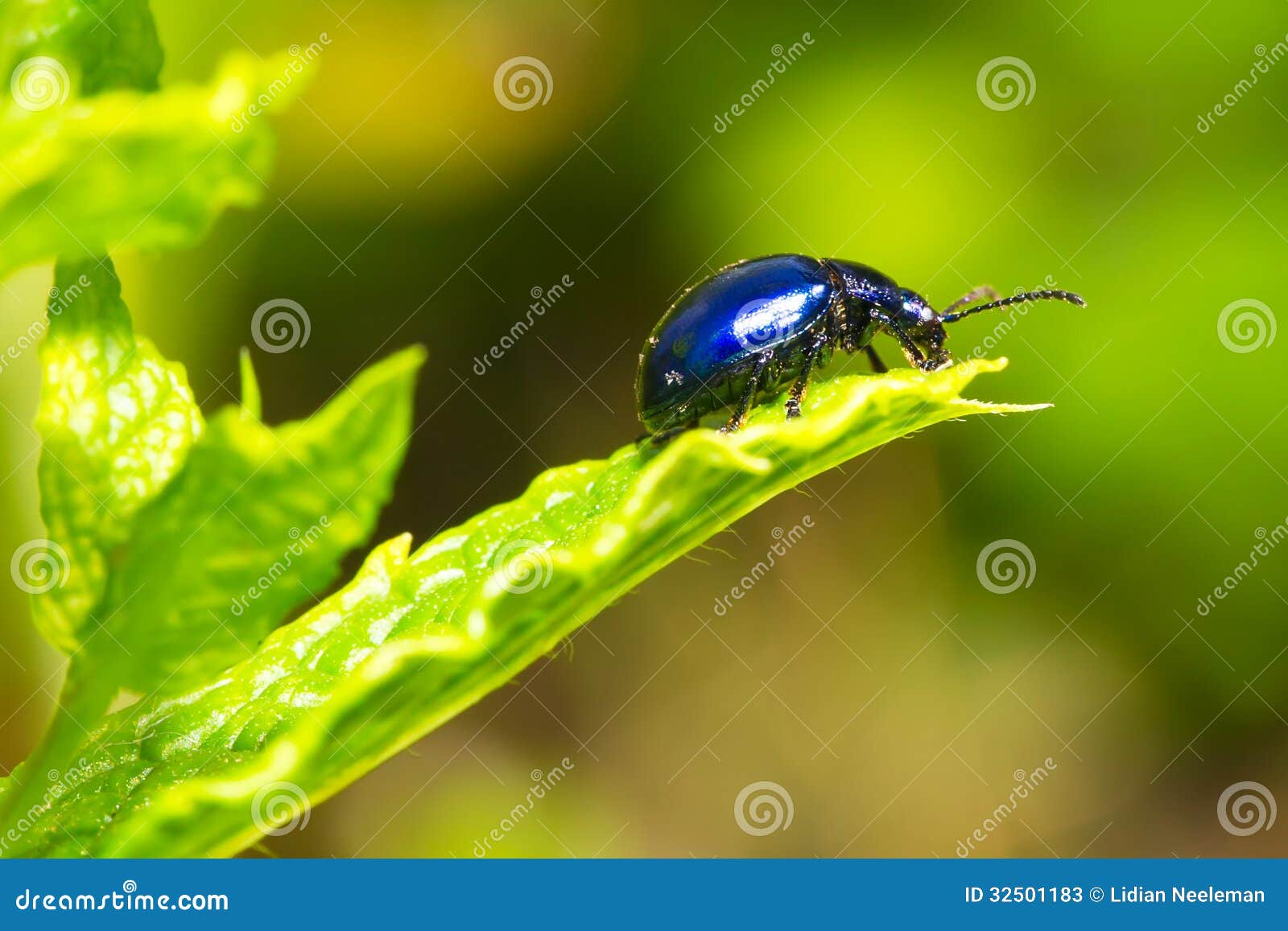 Beetle on leaf stock image. Image of gardening, entomology - 32501183