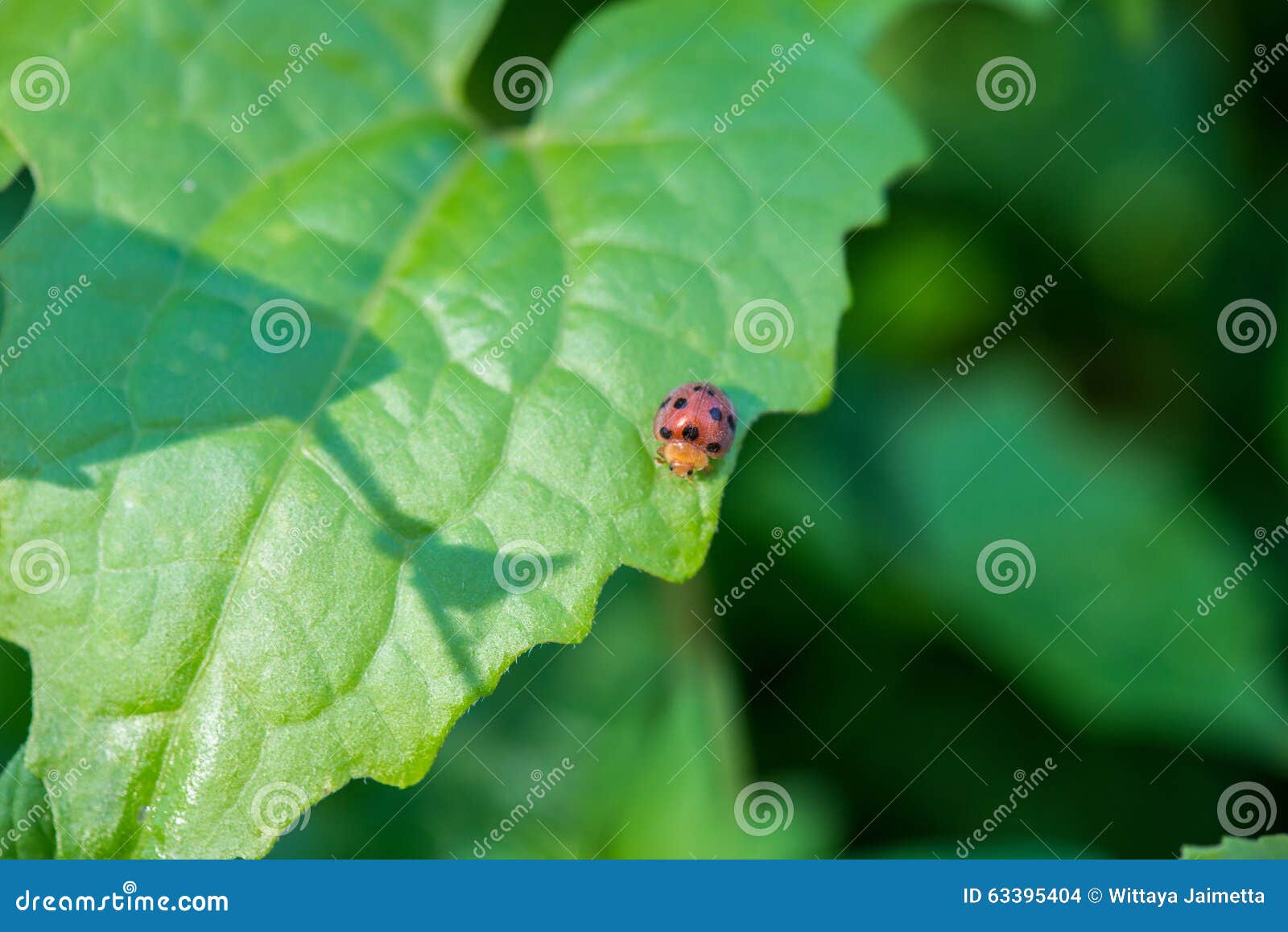 Beetle on leaf in garden stock photo. Image of leaf, colorful - 63395404