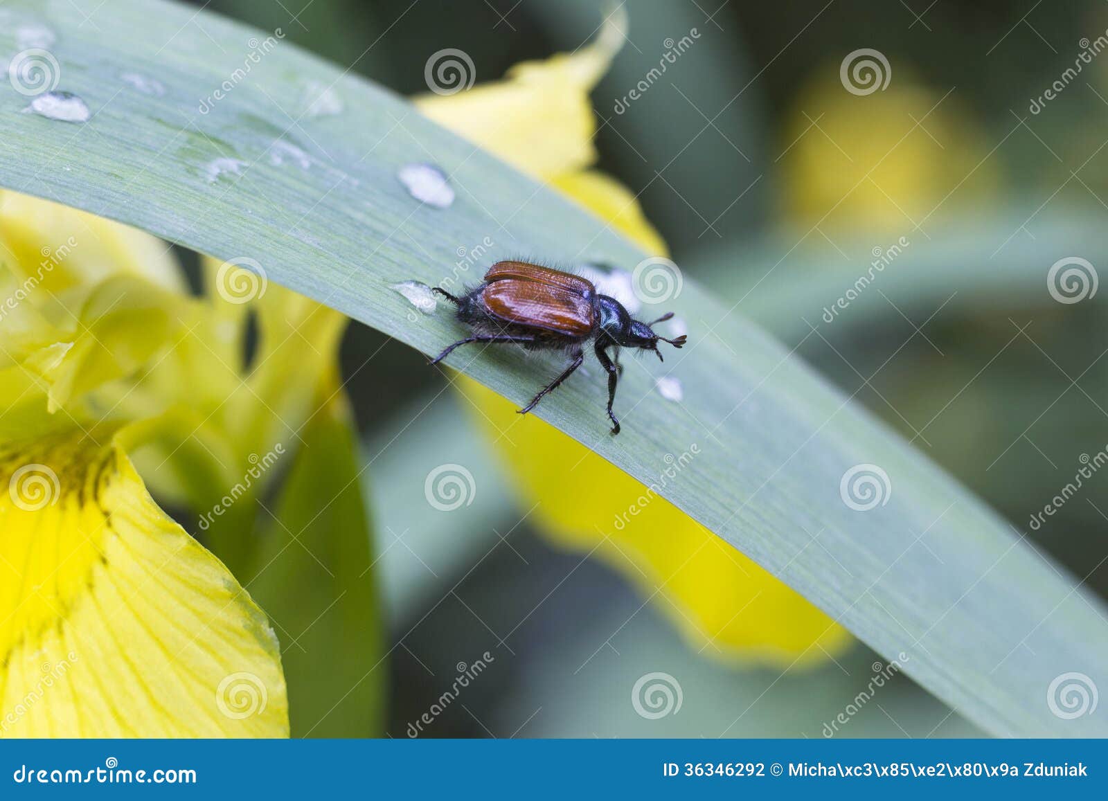 Beetle on a leaf stock photo. Image of closeup, animals - 36346292