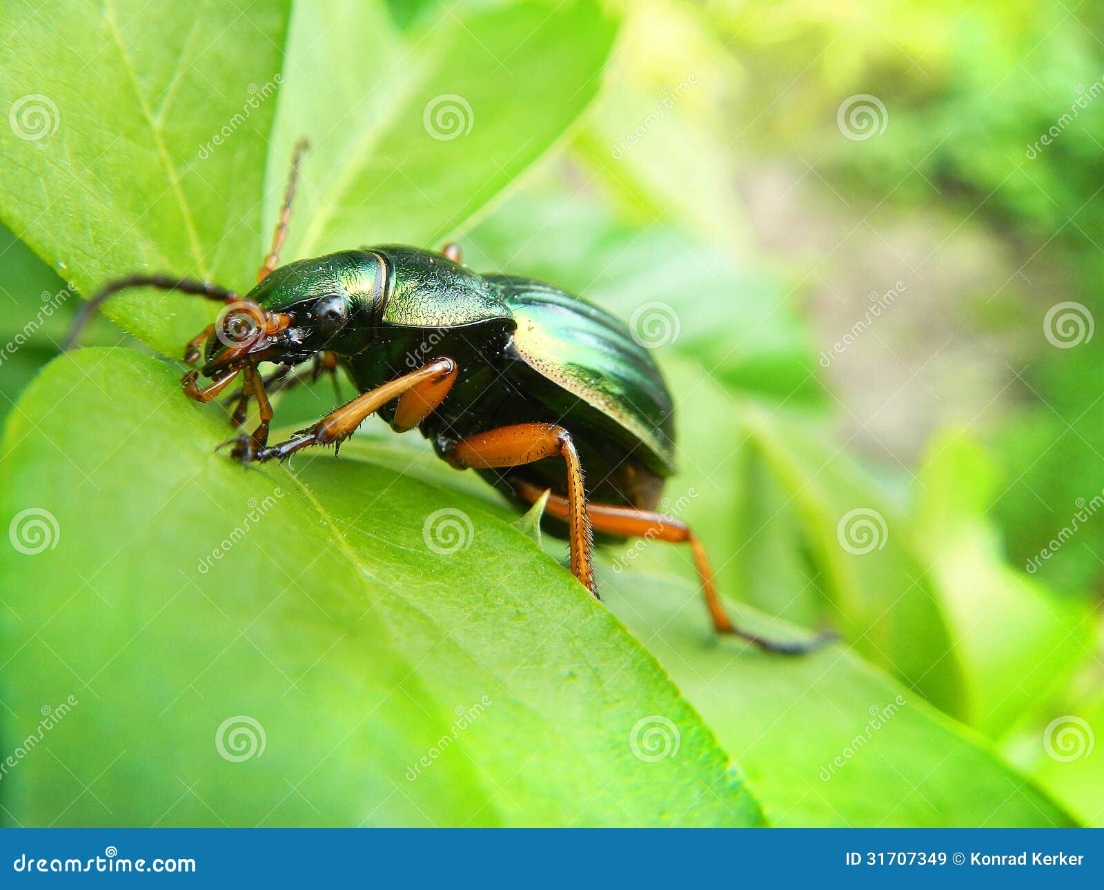 Beetle on a leaf stock image. Image of beetle, green - 31707349