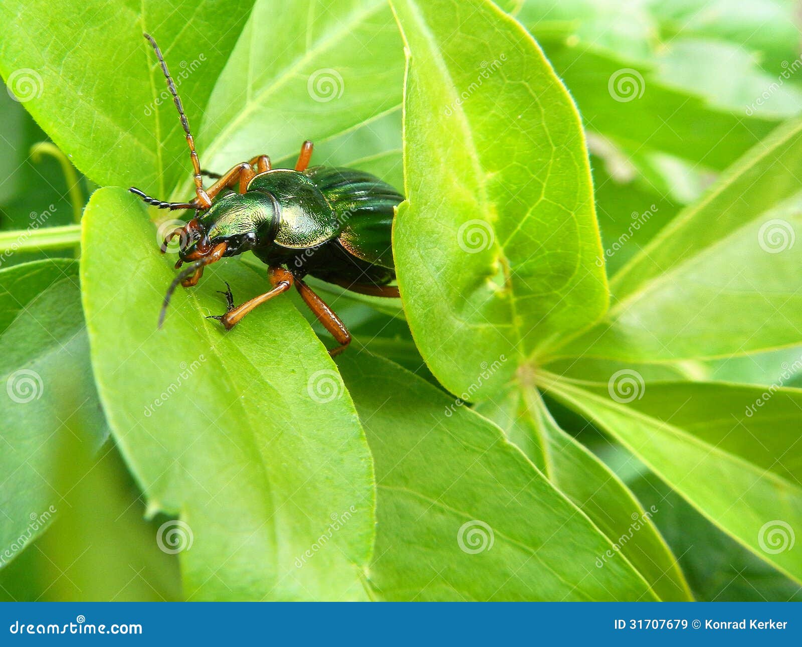 Beetle on a leaf stock image. Image of green, fauna, plant - 31707679