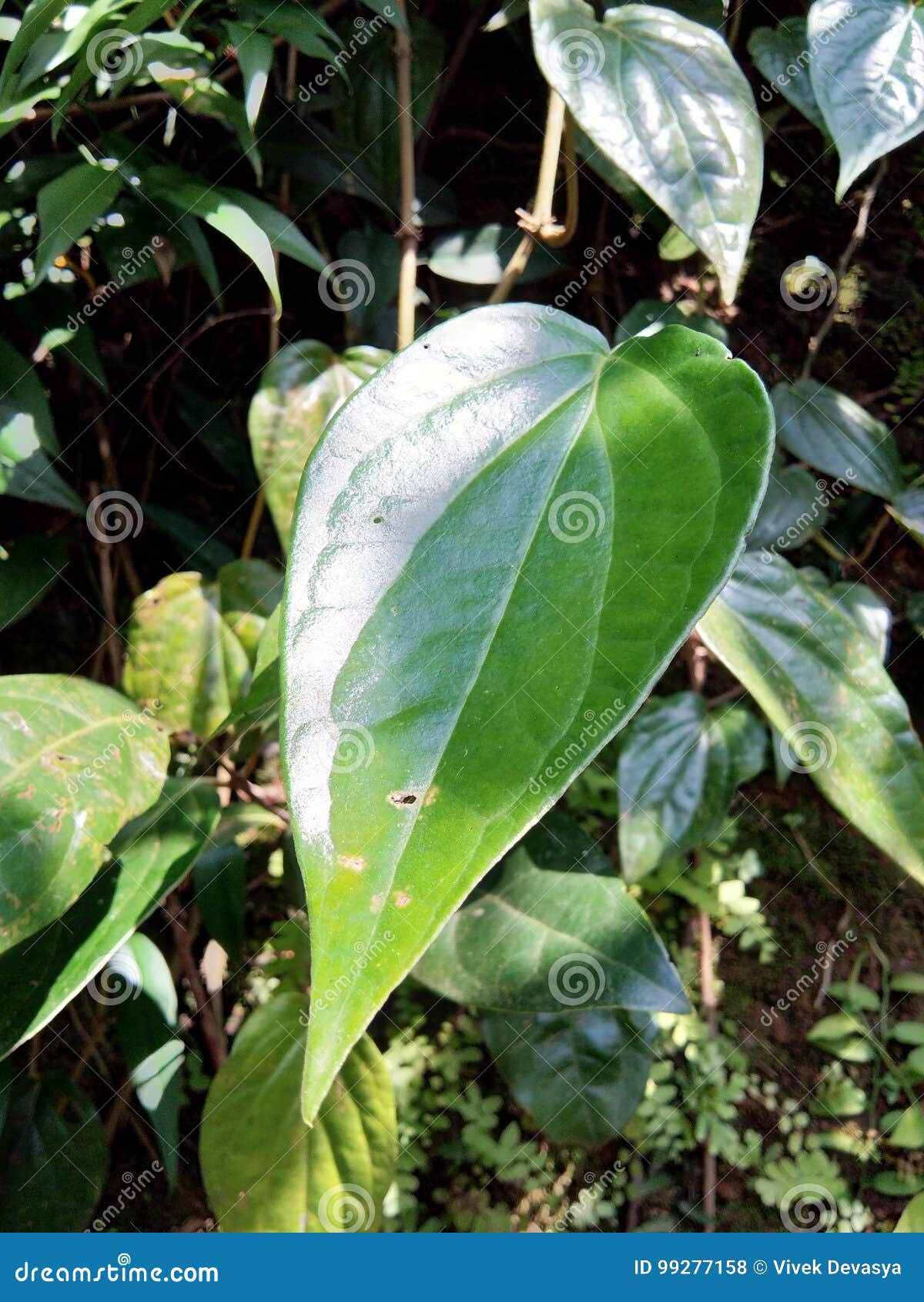 Beetle leaf stock photo. Image of beetle, nature, medicinal - 99277158