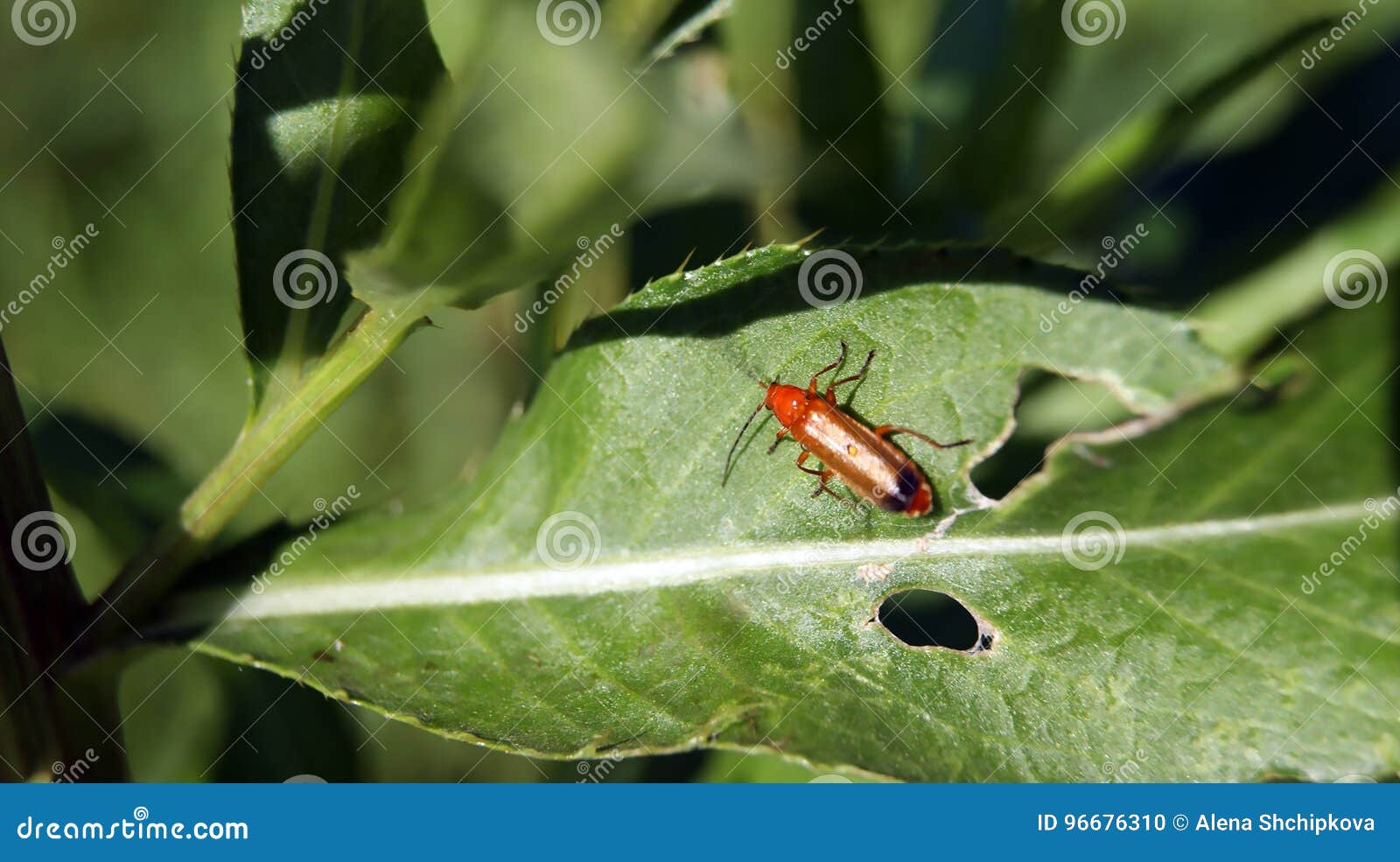 Beetle on the leaf stock photo. Image of beautiful, macro - 96676310