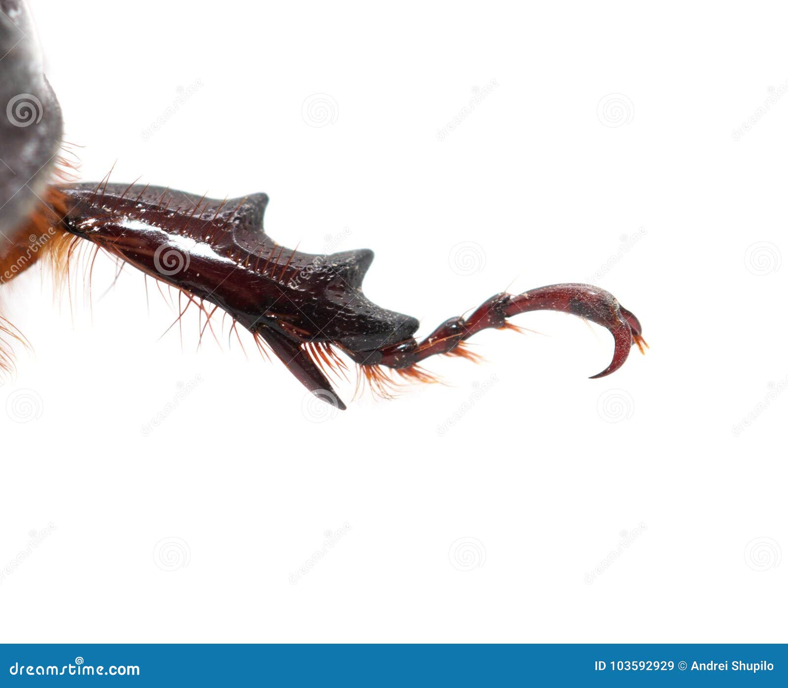Beetle legs white. macro stock image. Image of color - 103592929