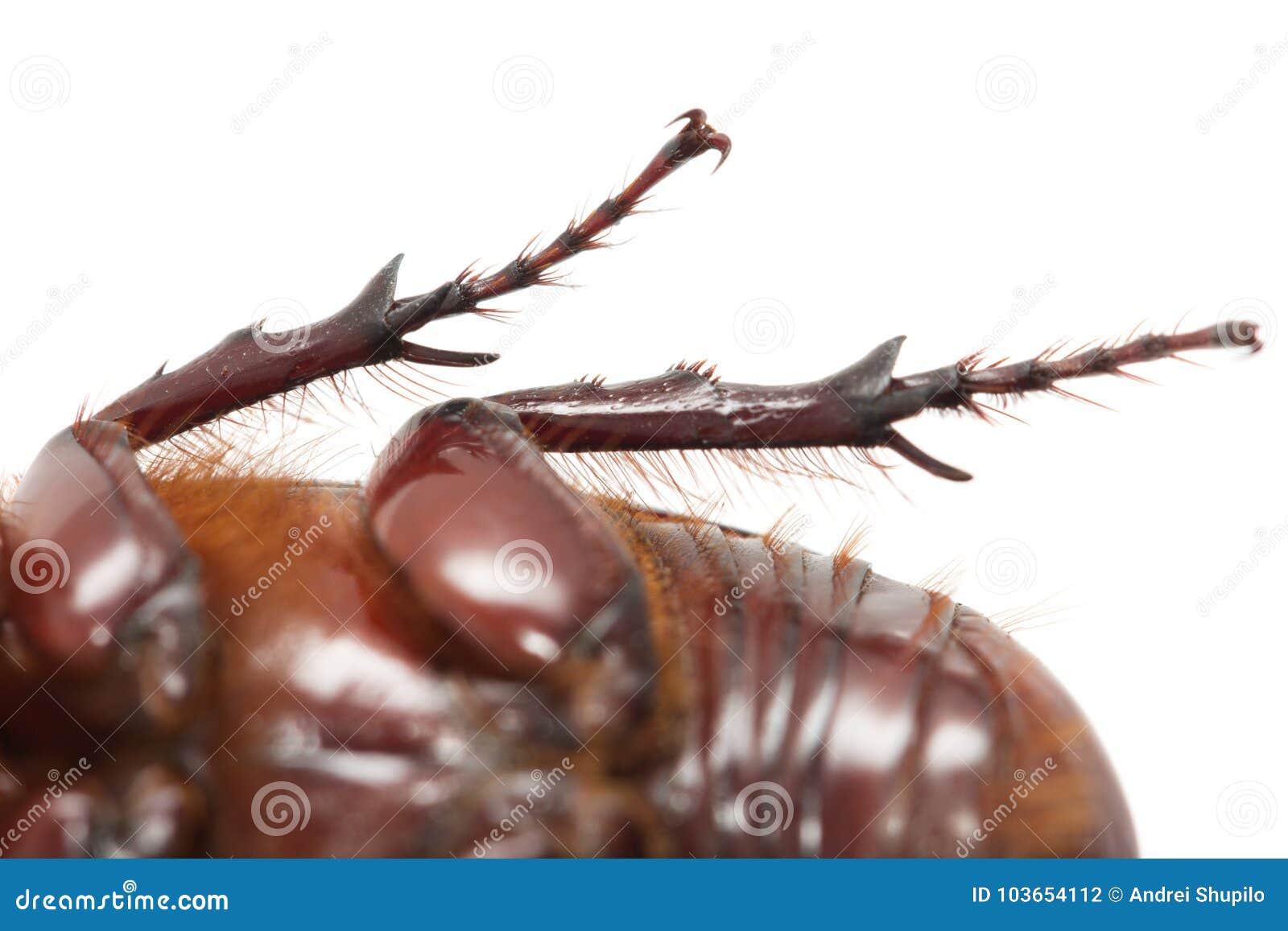 Beetle legs white. macro stock photo. Image of brown - 103654112