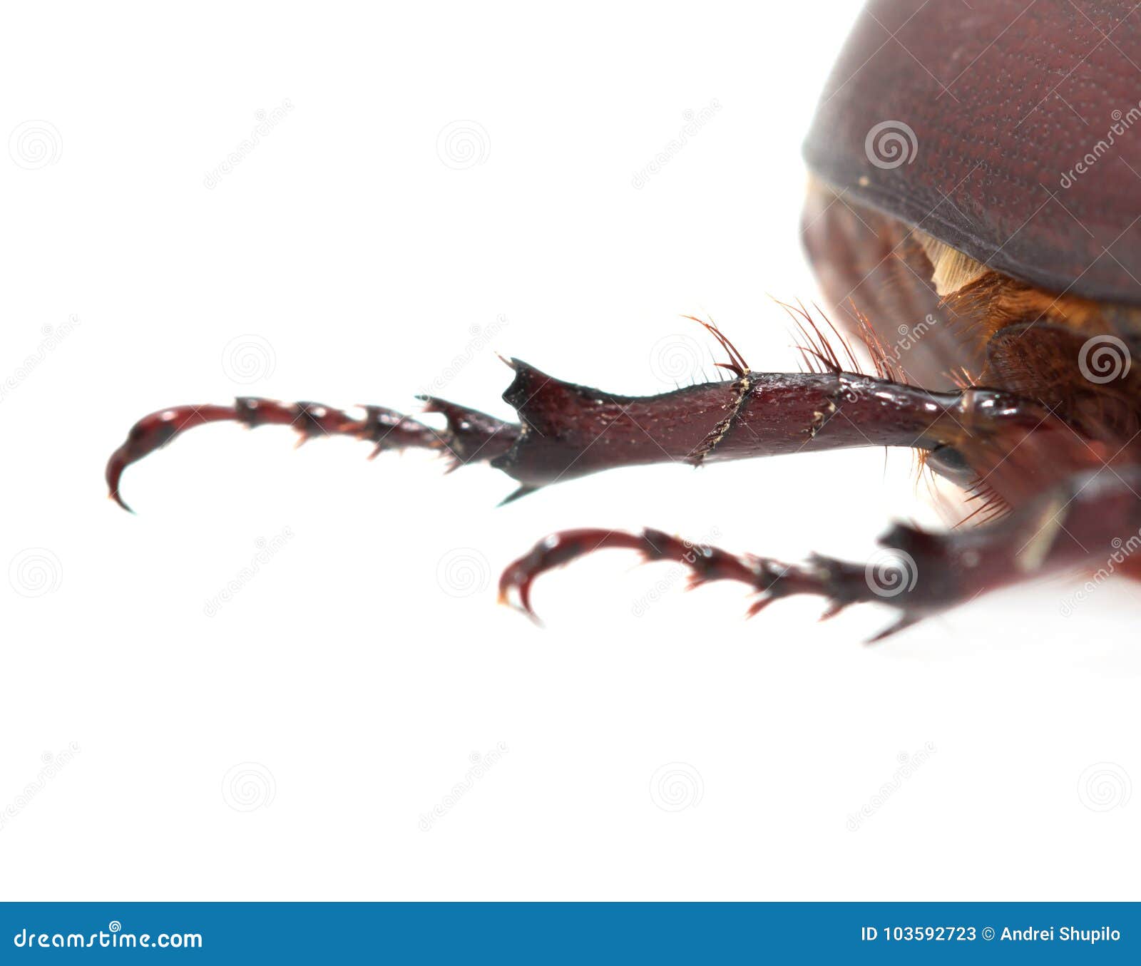 Beetle legs white. macro stock image. Image of hairy - 103592723