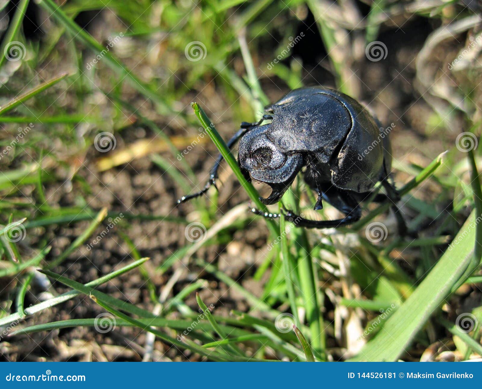 Beetle lethrus apterus stock image. Image of kind, grain - 144526181