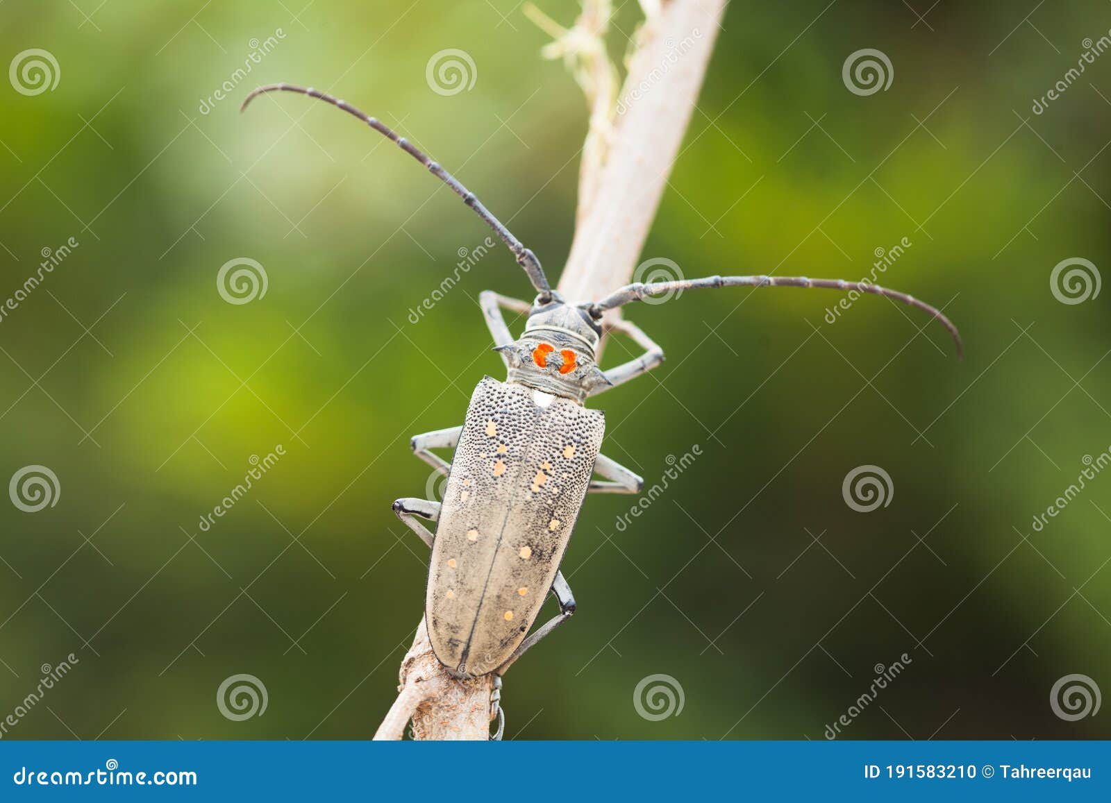 Beetle with long antena stock photo. Image of antena - 191583210