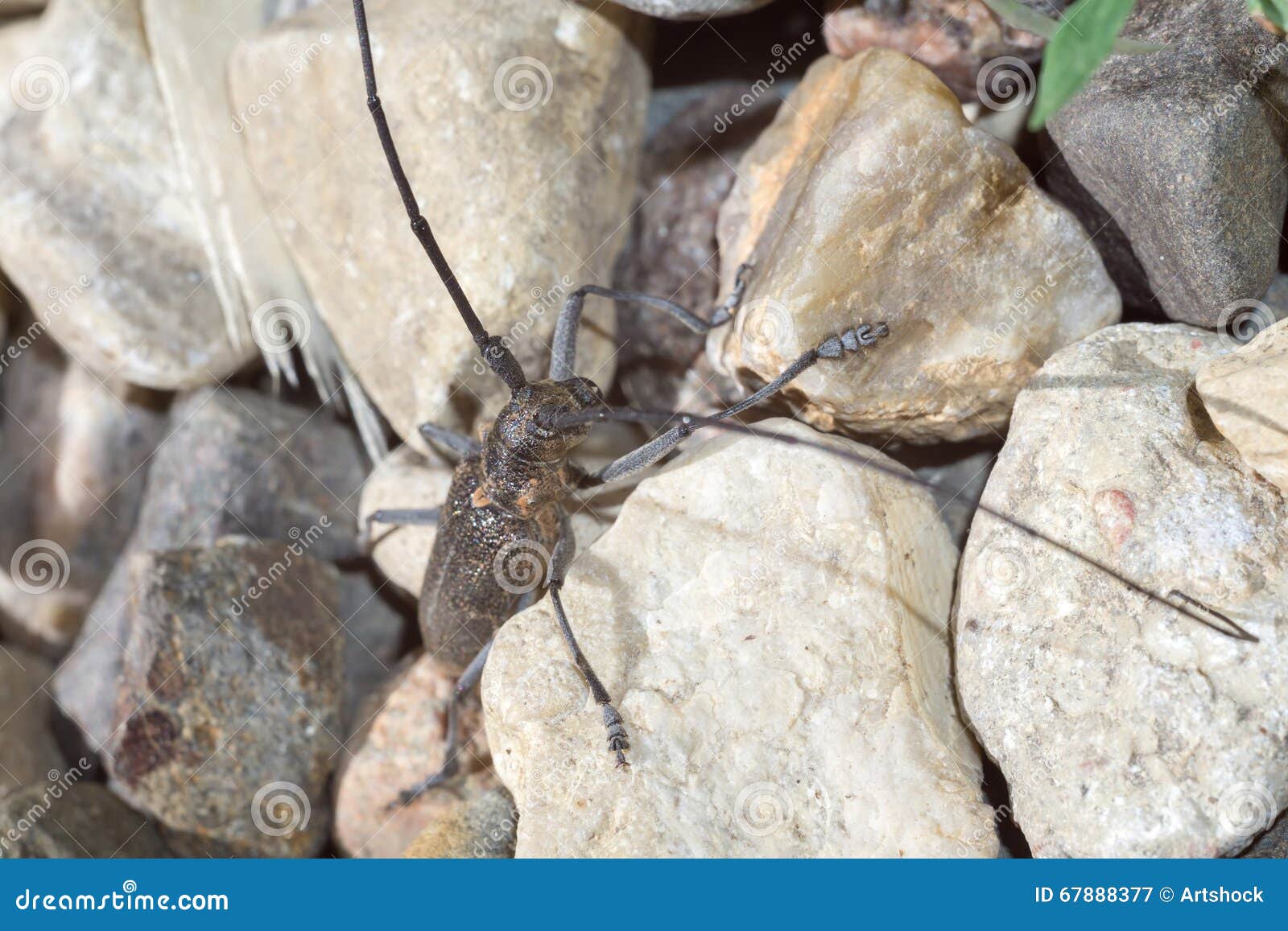 Beetle with Long Antennae stock image. Image of wildlife - 67888377