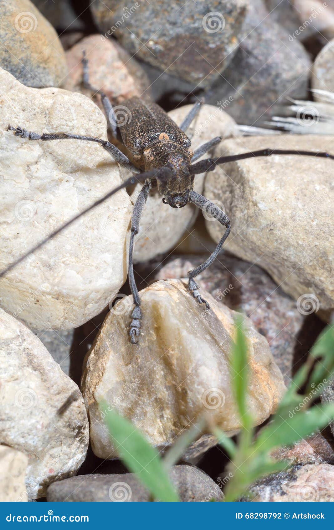 Beetle with Long Antennae stock photo. Image of closeup - 68298792