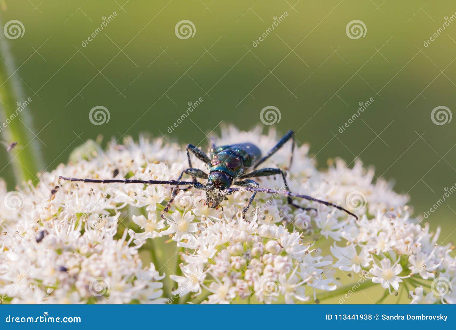 A Beetle with Long Antennae Sits on a Flower Stock Photo - Image of ...