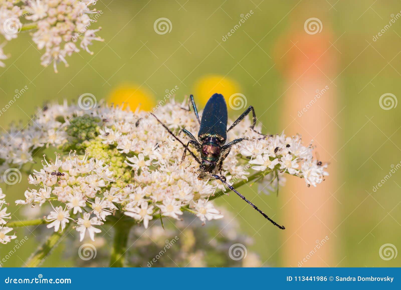 A Beetle with Long Antennae Sits on a Flower Stock Photo - Image of ...