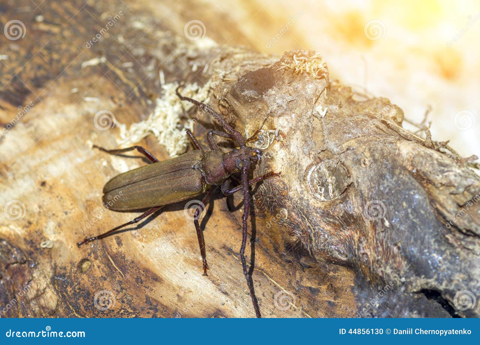 Beetle with long horns stock photo. Image of macro, entomologist - 44856130