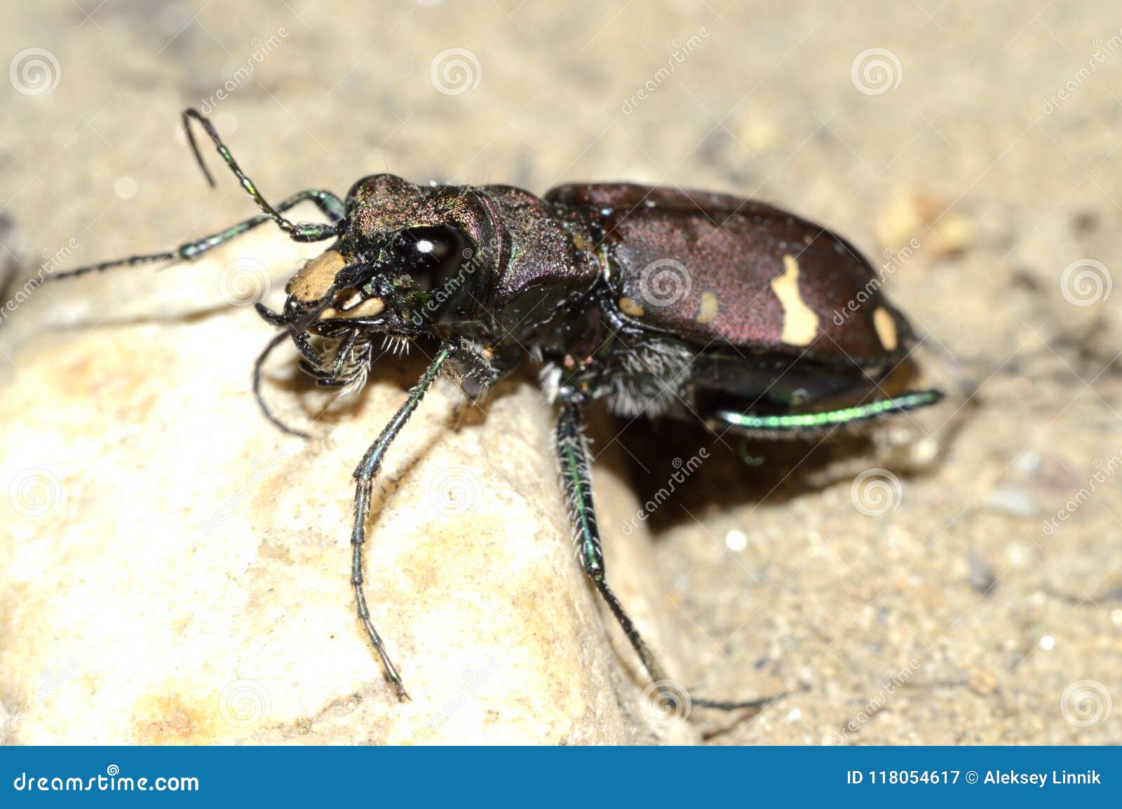 Beetle Long-legged Jumper and Fast Predator Stock Image - Image of ...