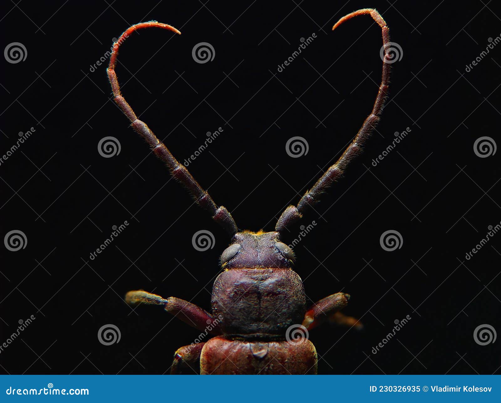 Beetle with a Long Mustache Close-up Stock Image - Image of close ...