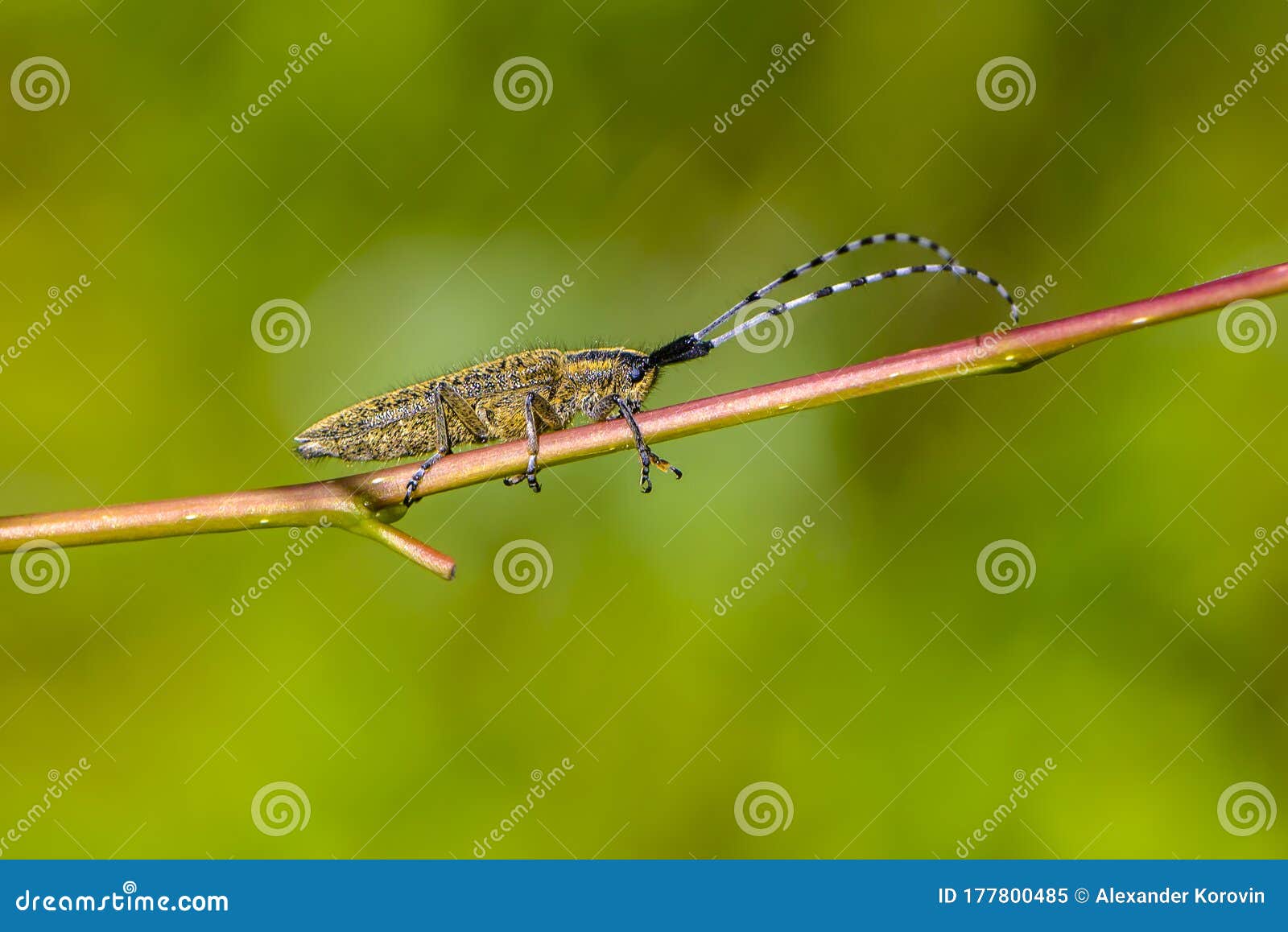 Beetle with a Long Mustache Crawls on a Branch of Bush Stock Image ...