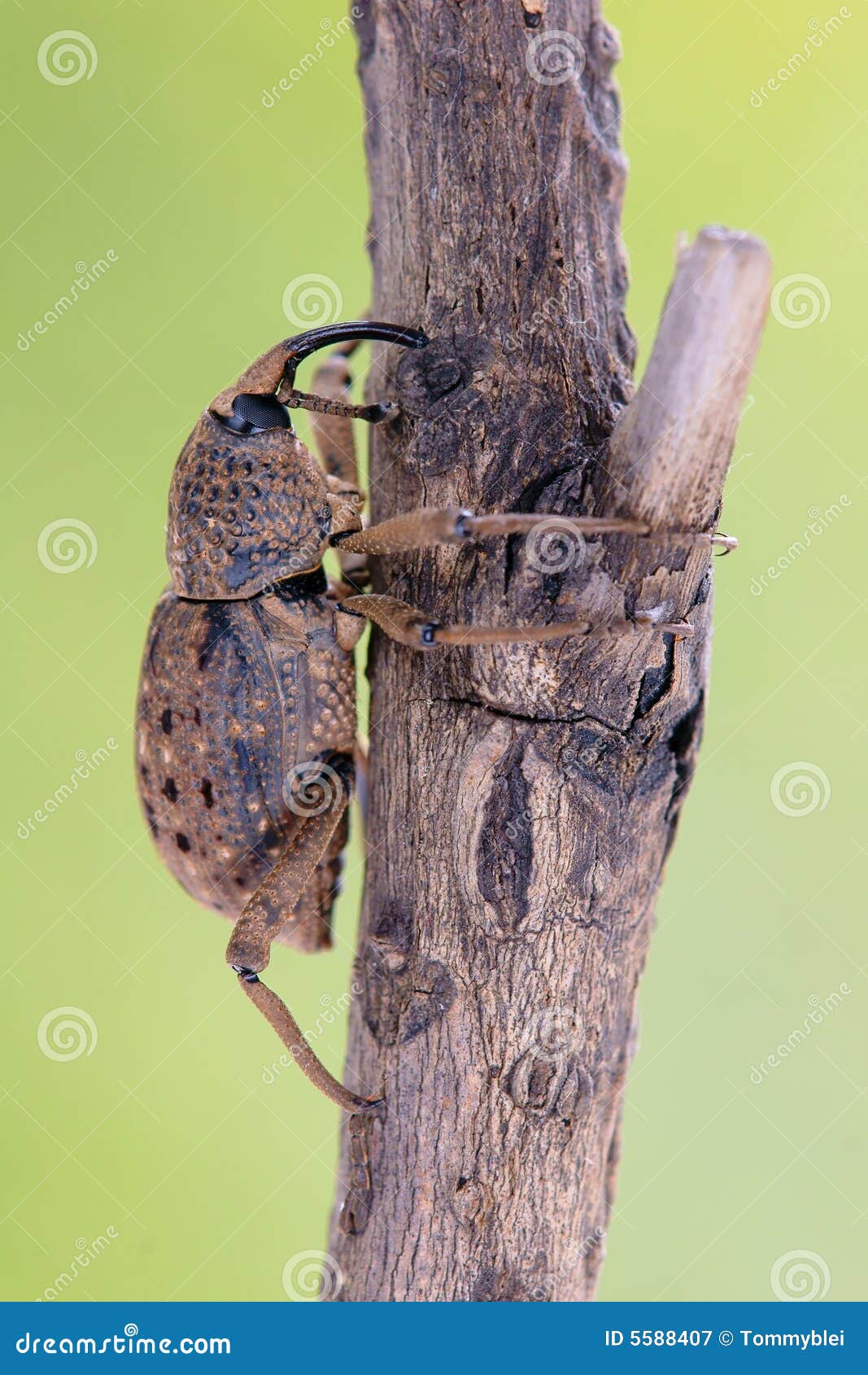 A Beetle with Long Nose stock image. Image of wildlifes - 5588407